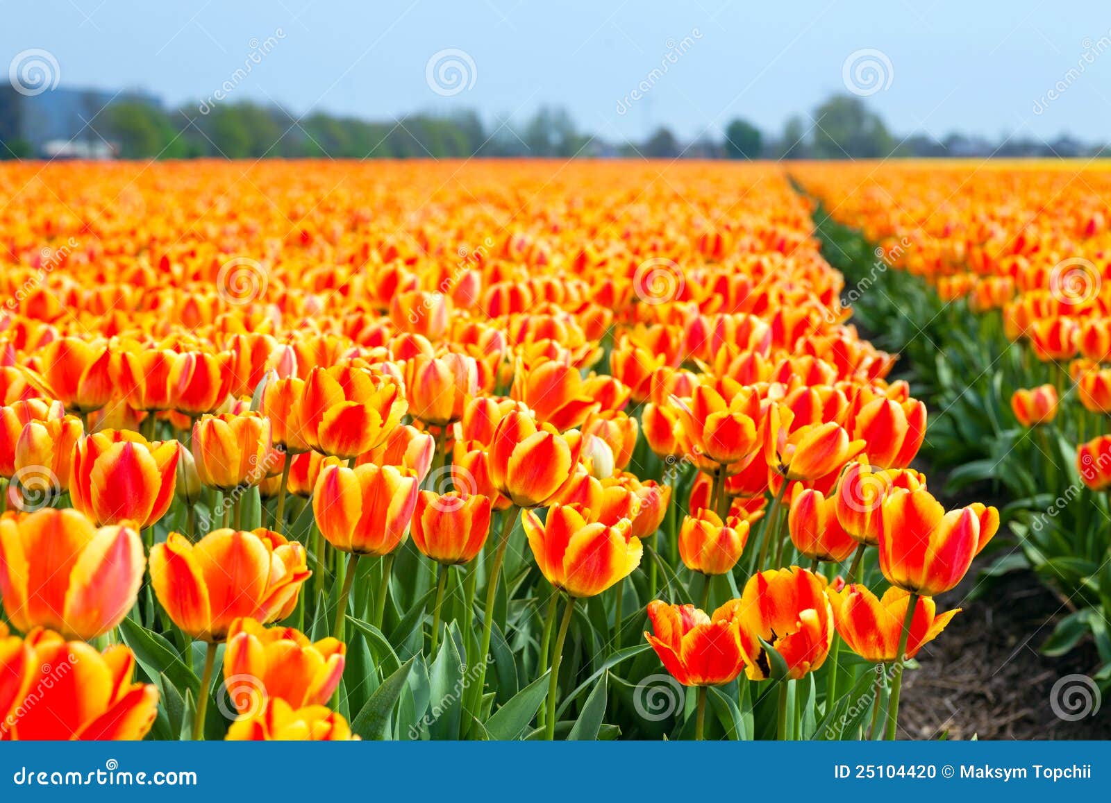 Field of tulips stock photo. Image of field, cheerful - 25104420