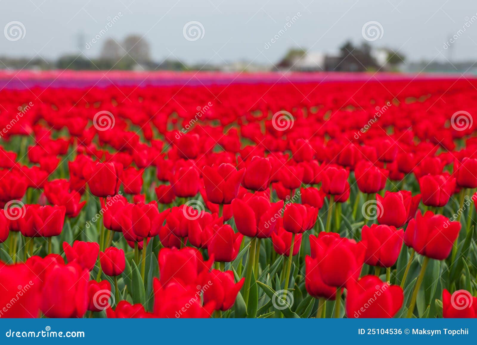 Field of tulips stock photo. Image of bloom, export, cheerful - 25104536