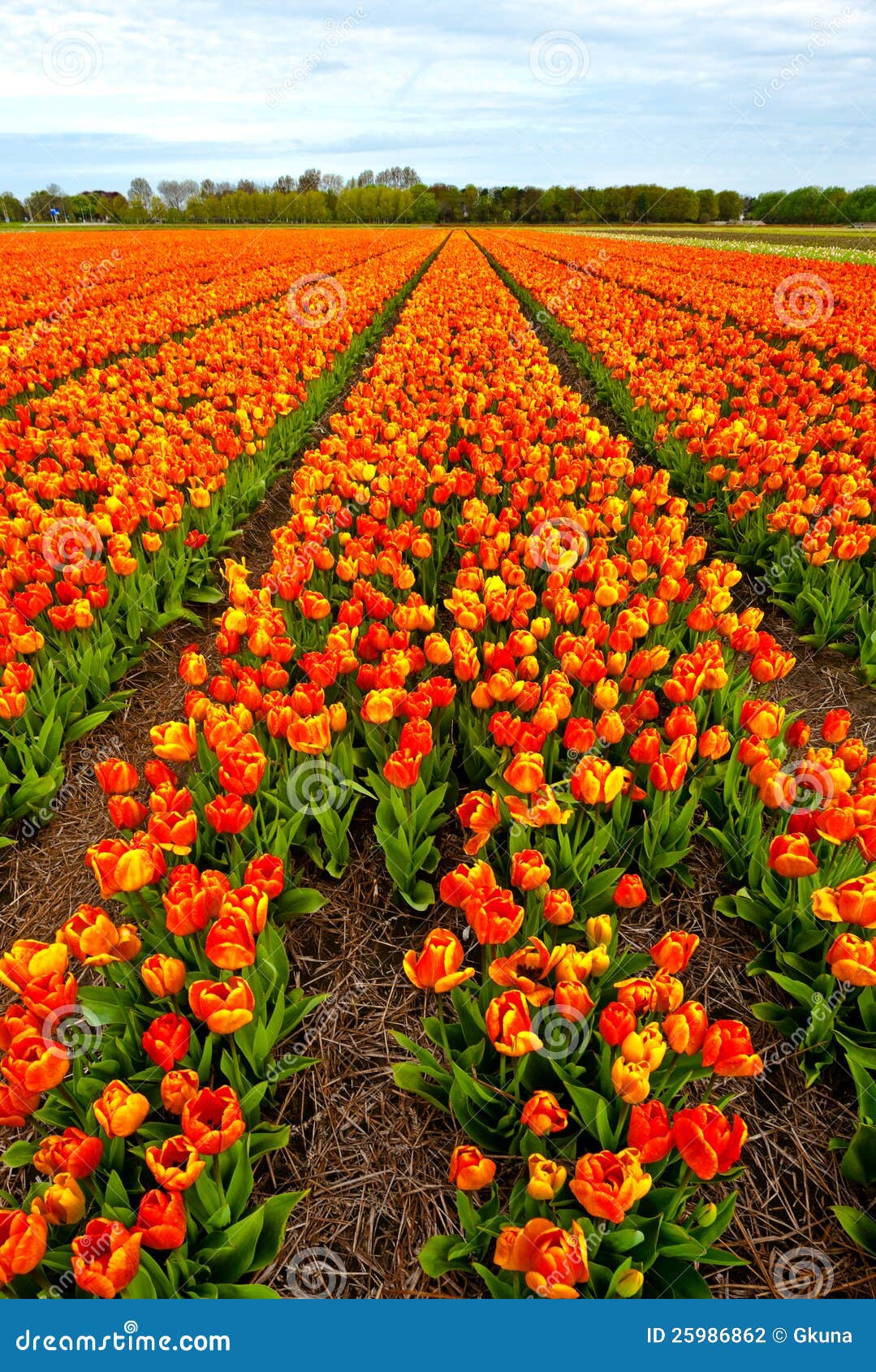 Field of Tulips stock photo. Image of cultivated, countryside - 25986862
