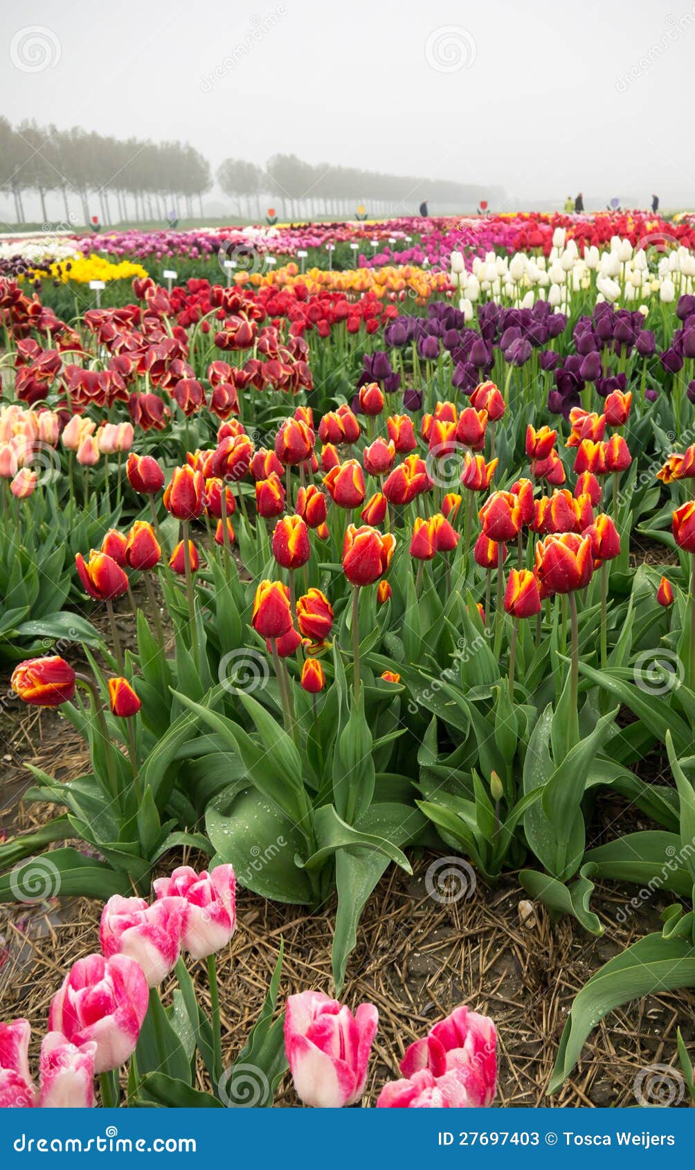 Field of tulips stock image. Image of head, nature, field - 27697403