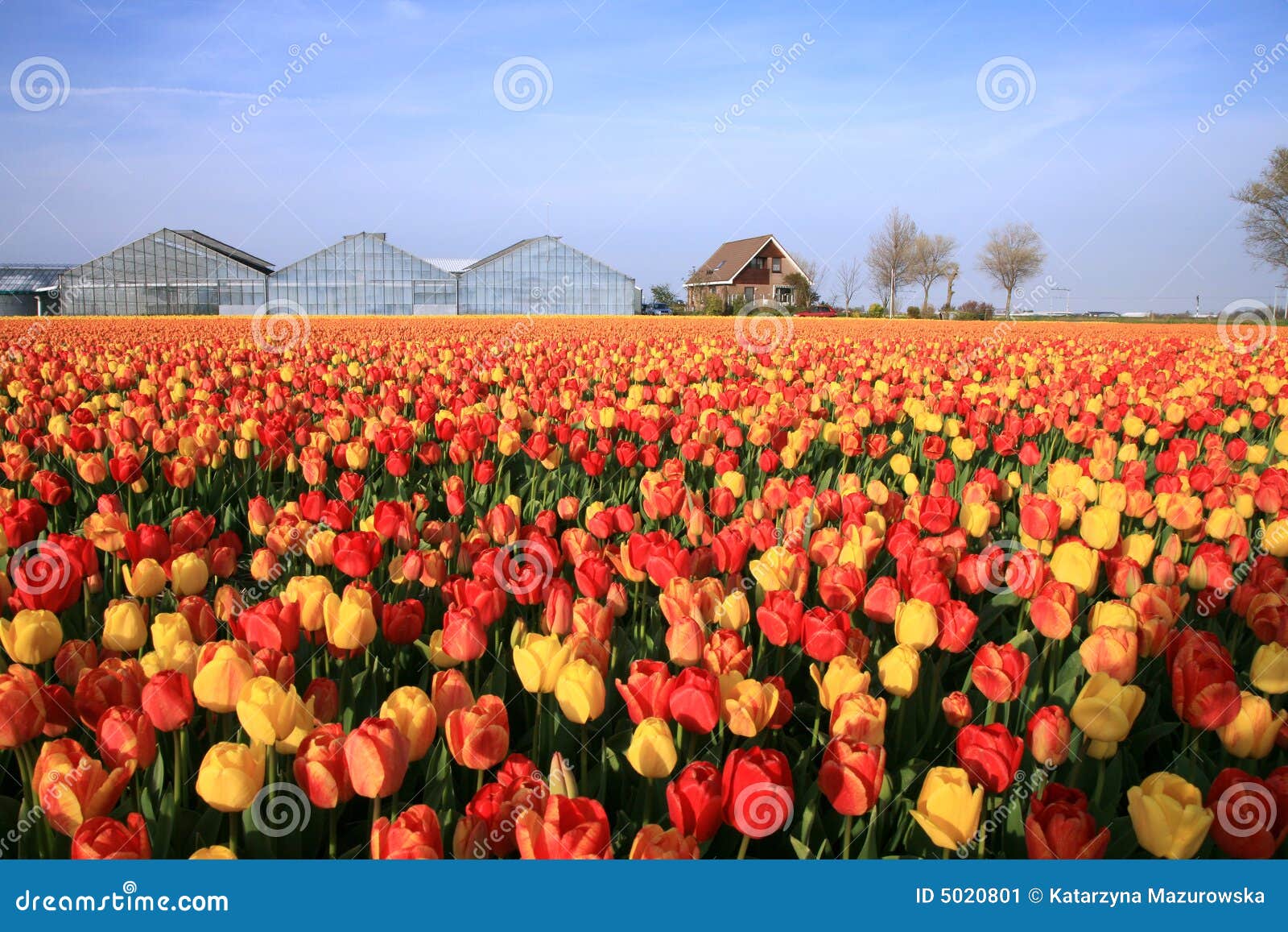 Field of tulips stock image. Image of blooming, field - 5020801