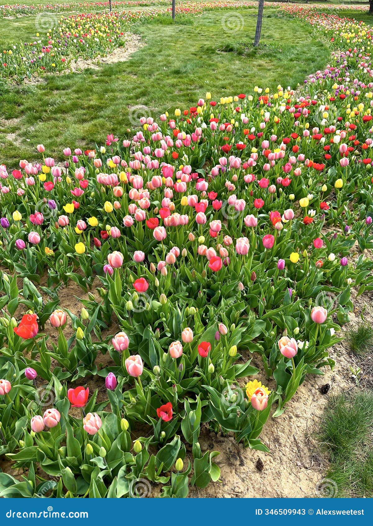 Field of tulips stock image. Image of growth, herb, hill - 346509943