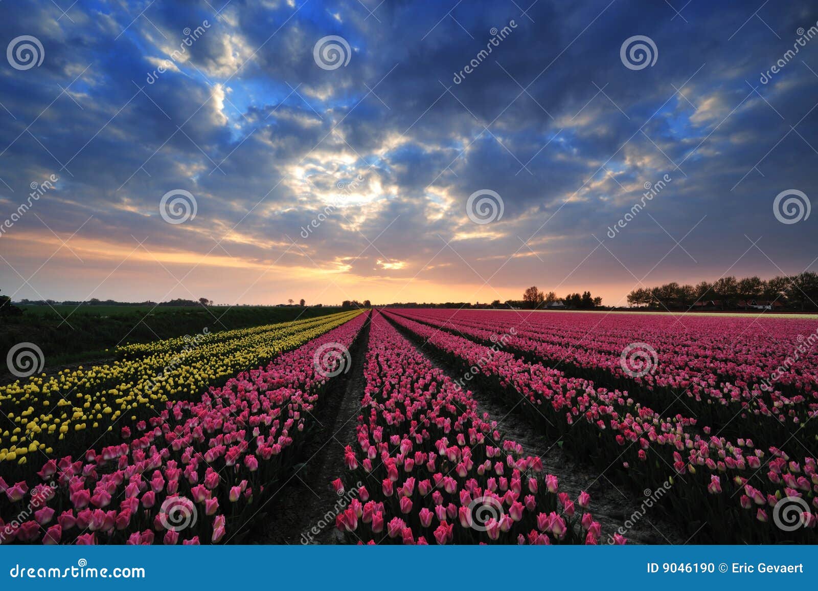 Field of Tulips with Sunset Stock Photo - Image of field, holland: 9046190