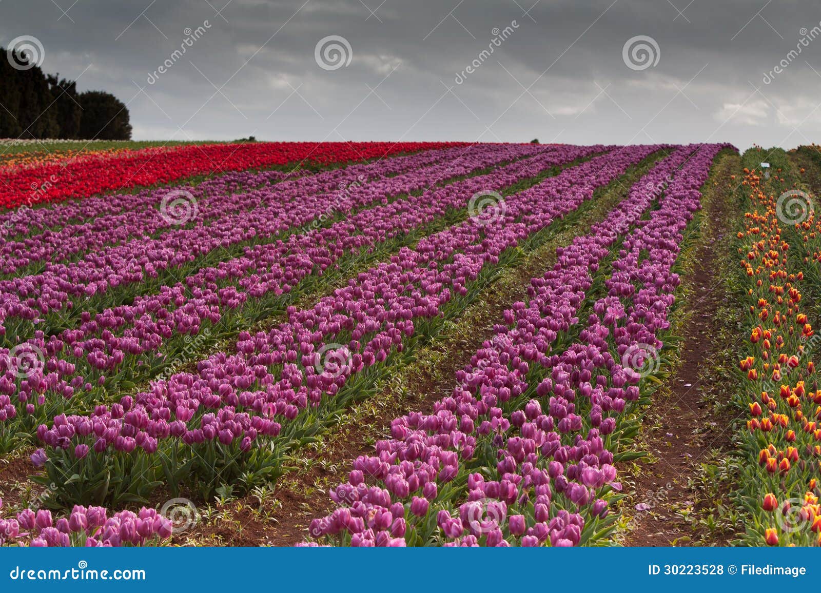 Tulip fields at Table Cape stock photo. Image of spring - 30223528
