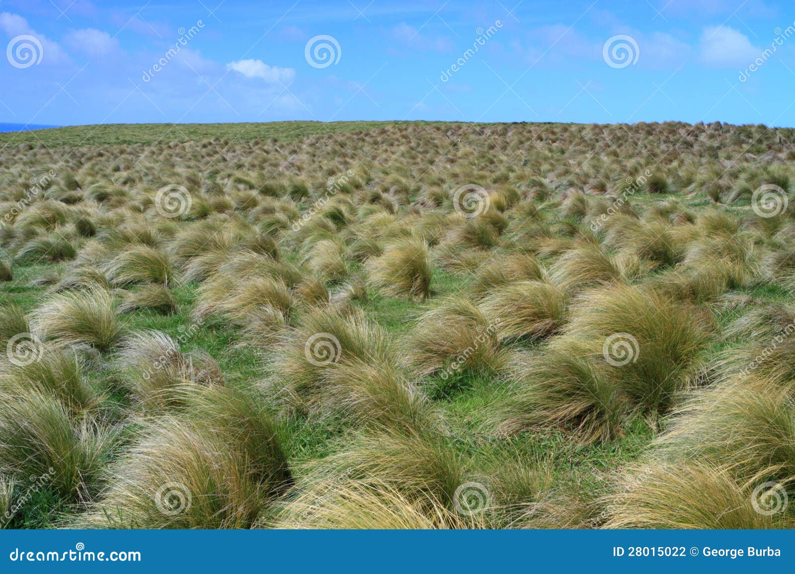 Field of tussock grass stock photo. Image of meadow, pasture - 28015022