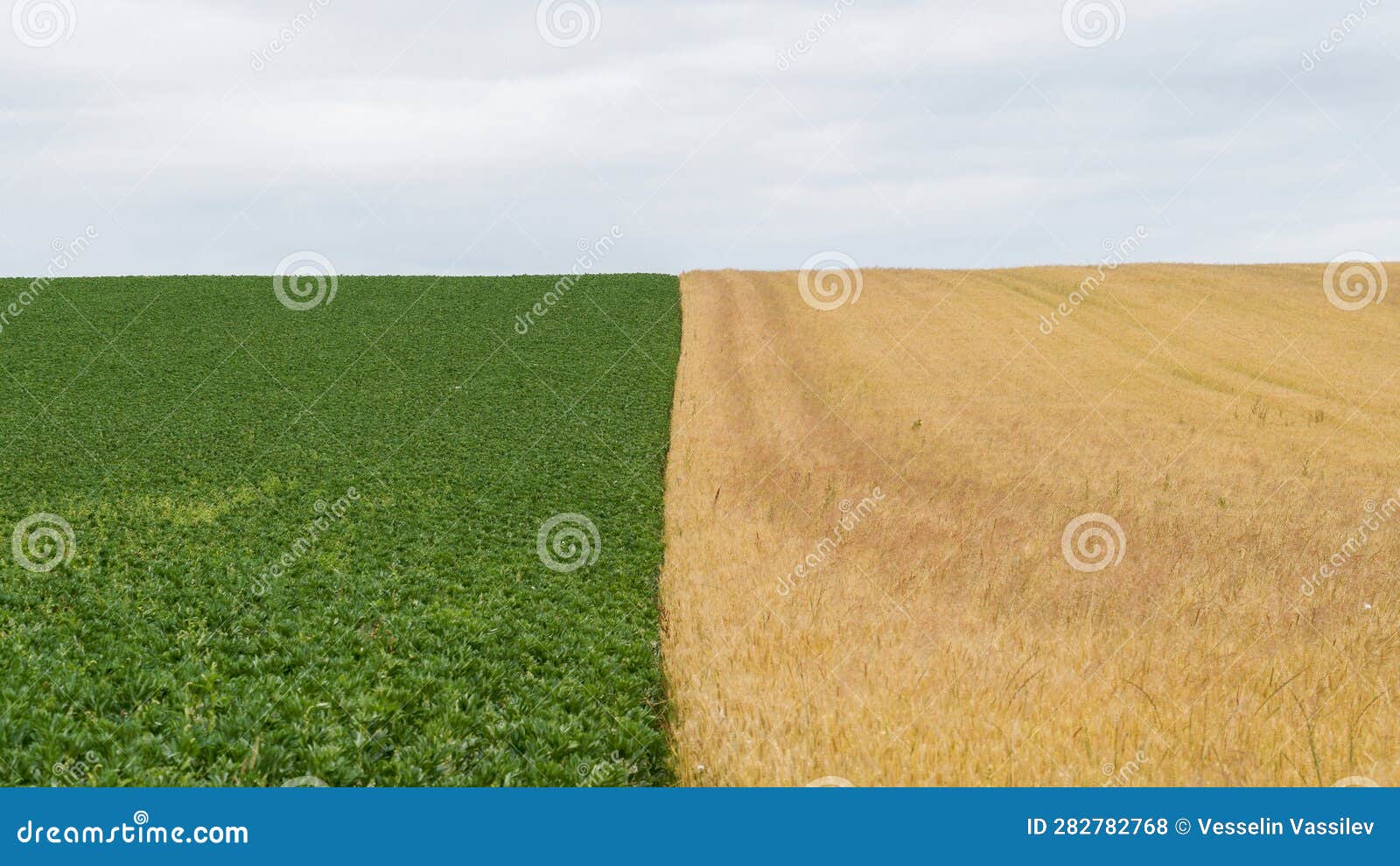 A field in two colours stock photo. Image of field, plain - 282782768