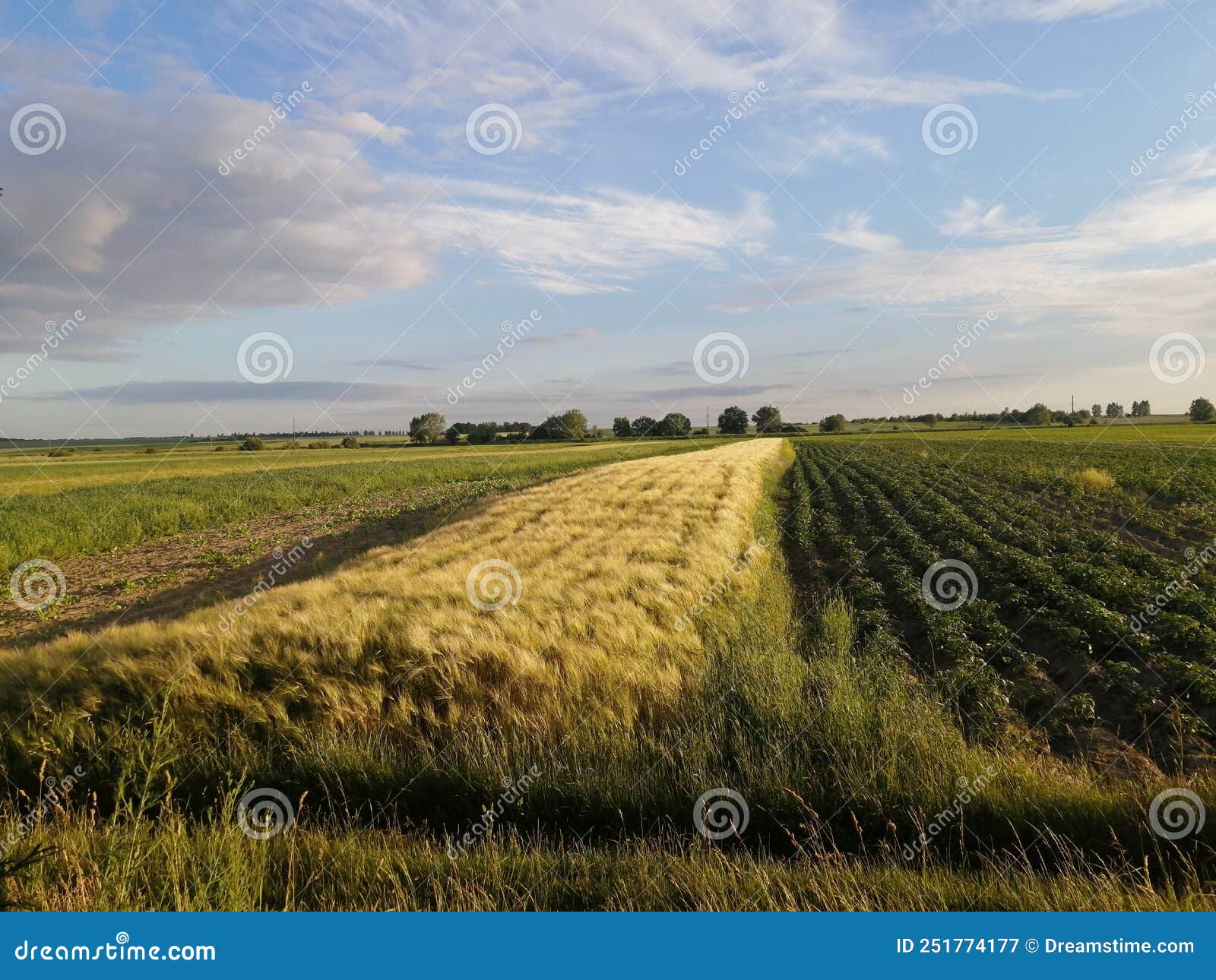 Field in Ukraine stock image. Image of plain, farm, crop - 251774177