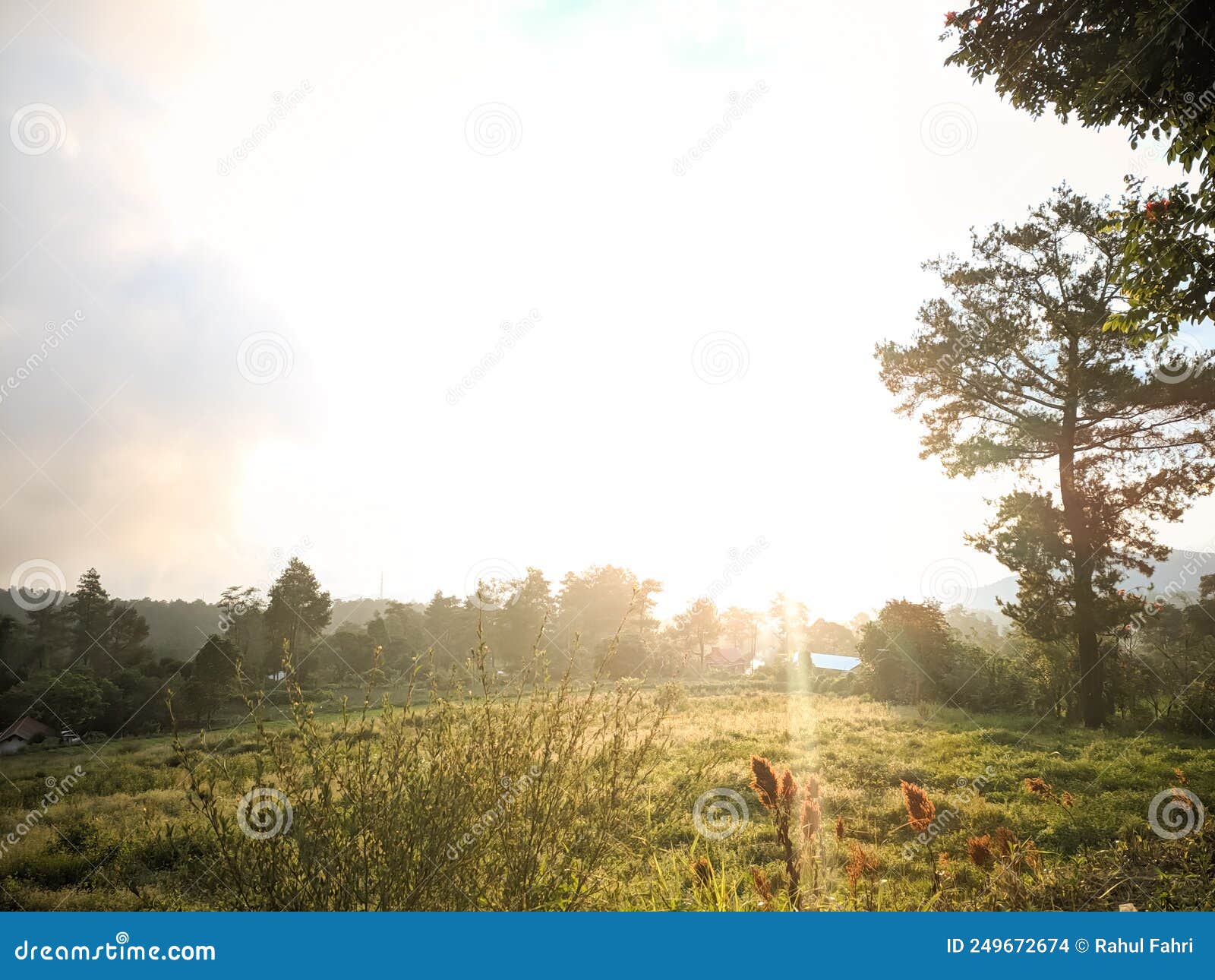 A Field Under the Sun stock photo. Image of warm, sunset - 249672674