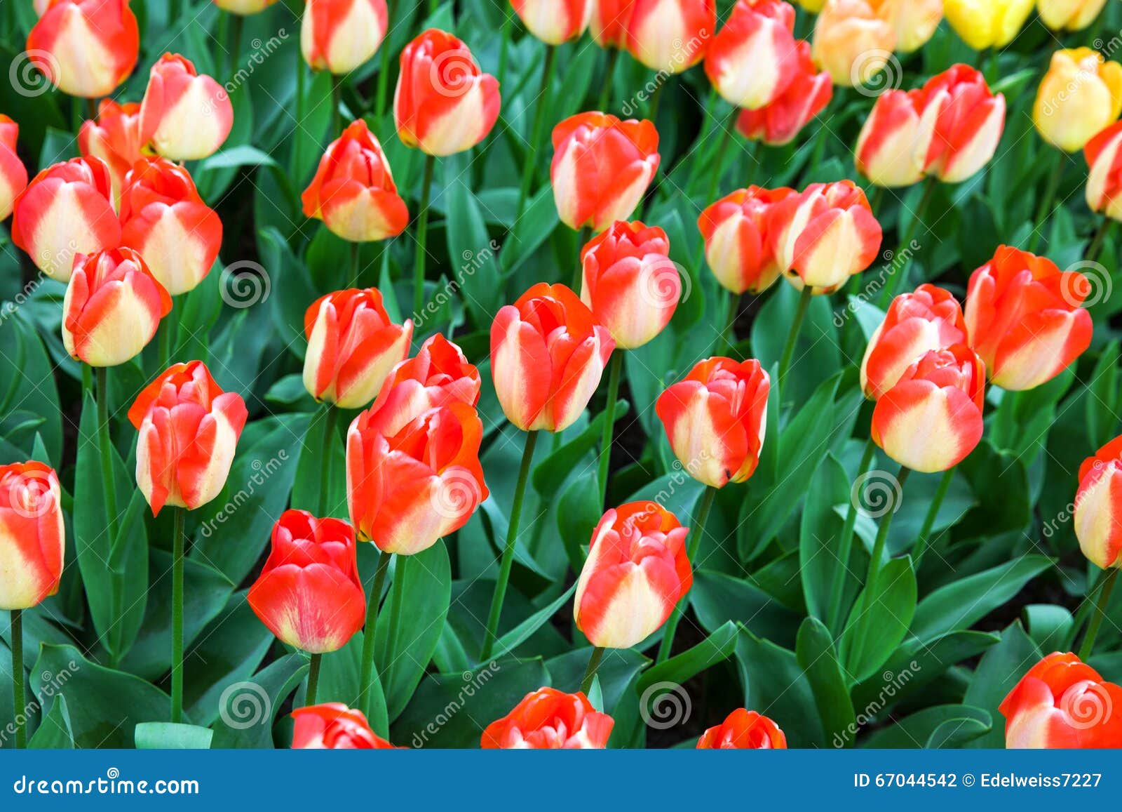 Field of unusual tulips stock photo. Image of flowers - 67044542