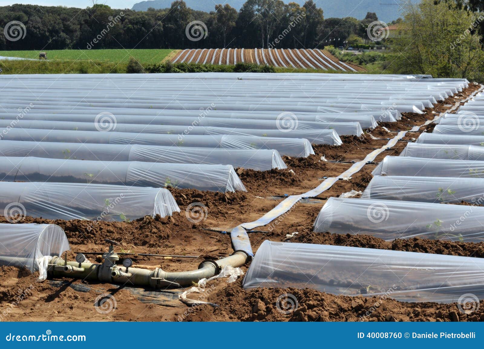 Field Of Vegetable Crops In Rows Covered With Polythene Cloches ...
