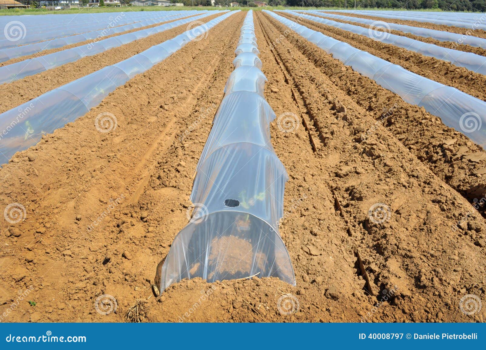 Field of Vegetable Crops in Rows Covered with Polythene Cloches ...