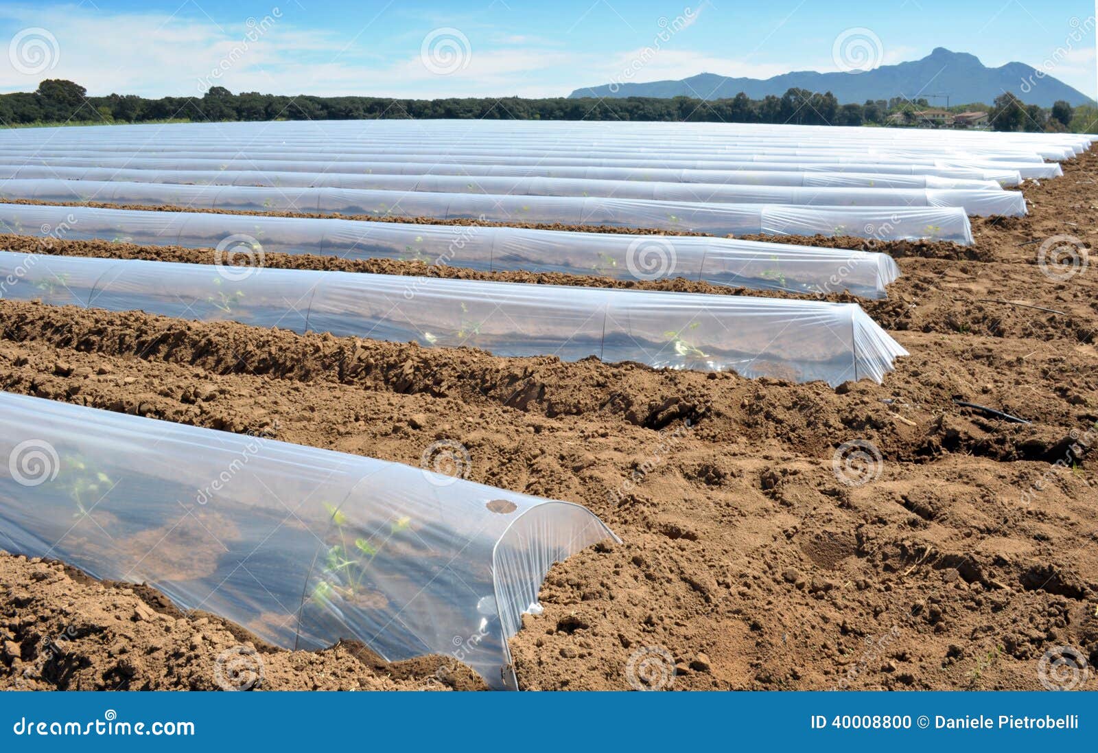 Field of Vegetable Crops in Rows Covered with Polythene Cloches ... Field of Vegetable Crops in Rows Covered with Polythene Cloches ...