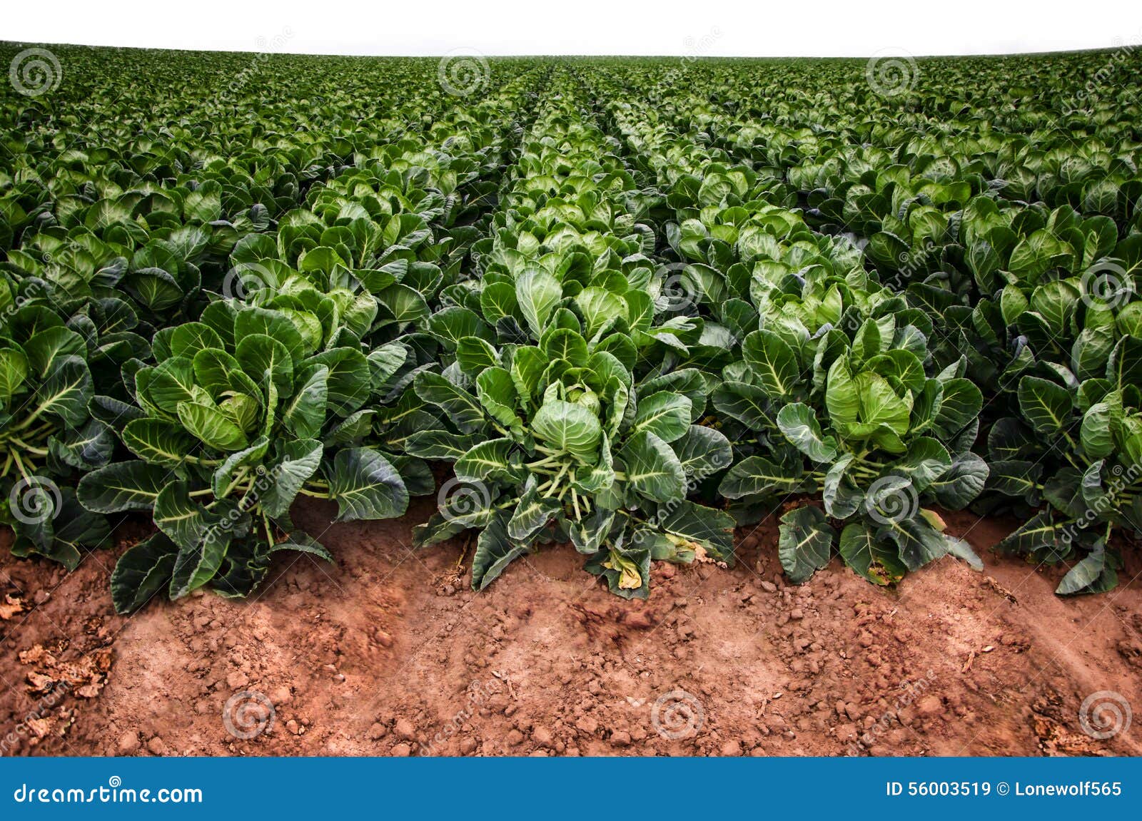 Field of Vegetables on Farm Stock Image - Image of cabbage, grow: 56003519