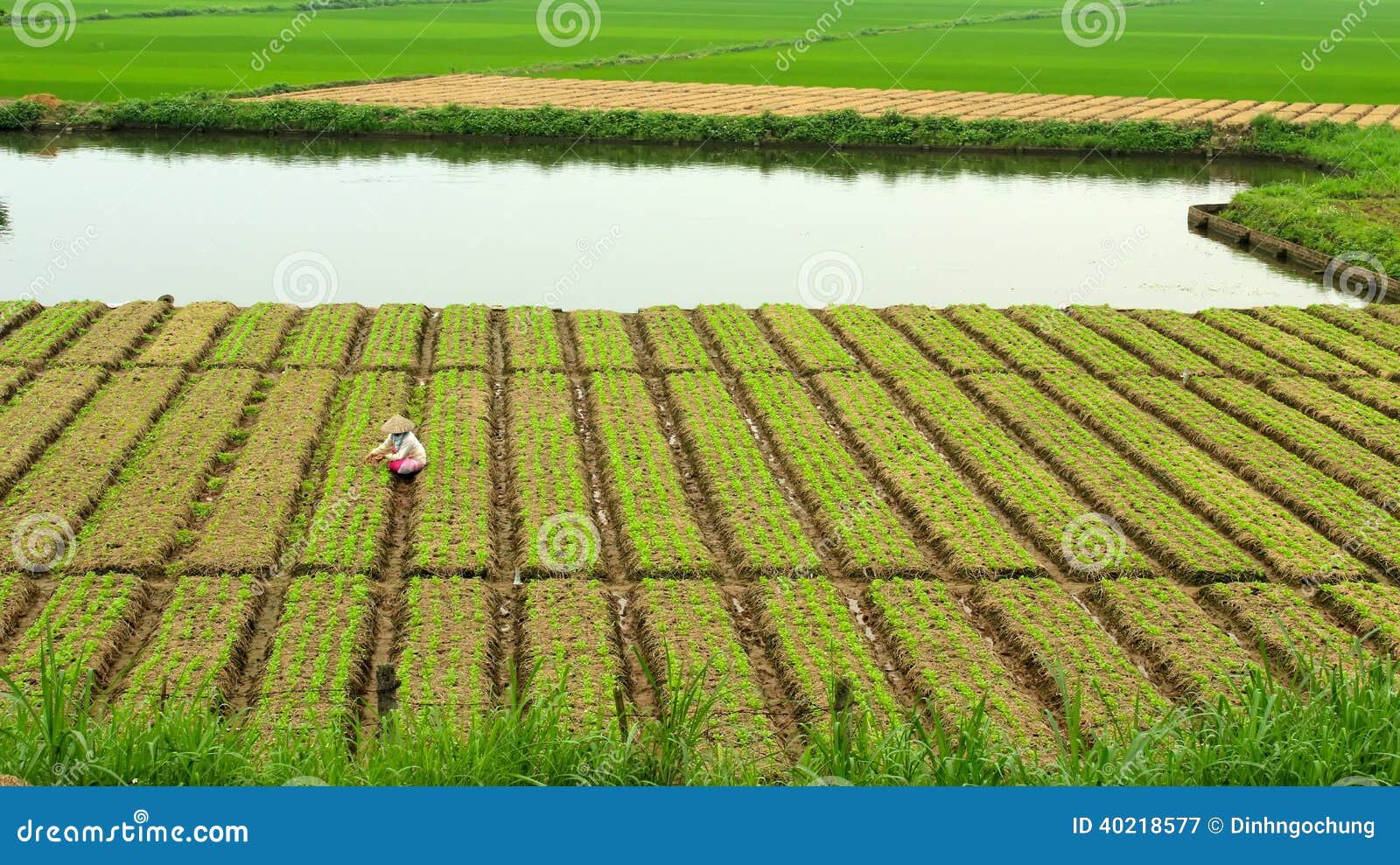 Field of vegetables editorial photography. Image of growth - 40218577