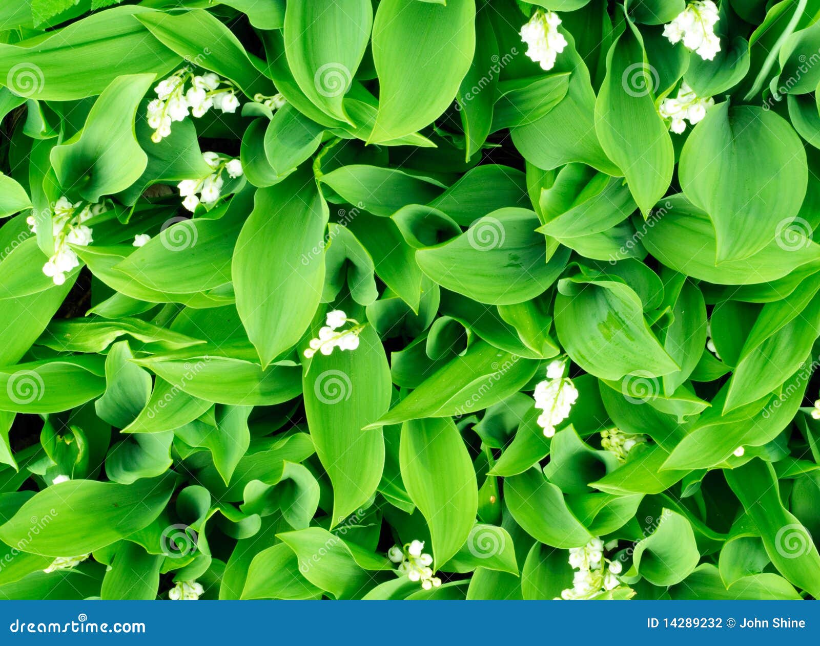 Field of Vibrant Green Lilies Stock Photo - Image of lifestyle, green ...