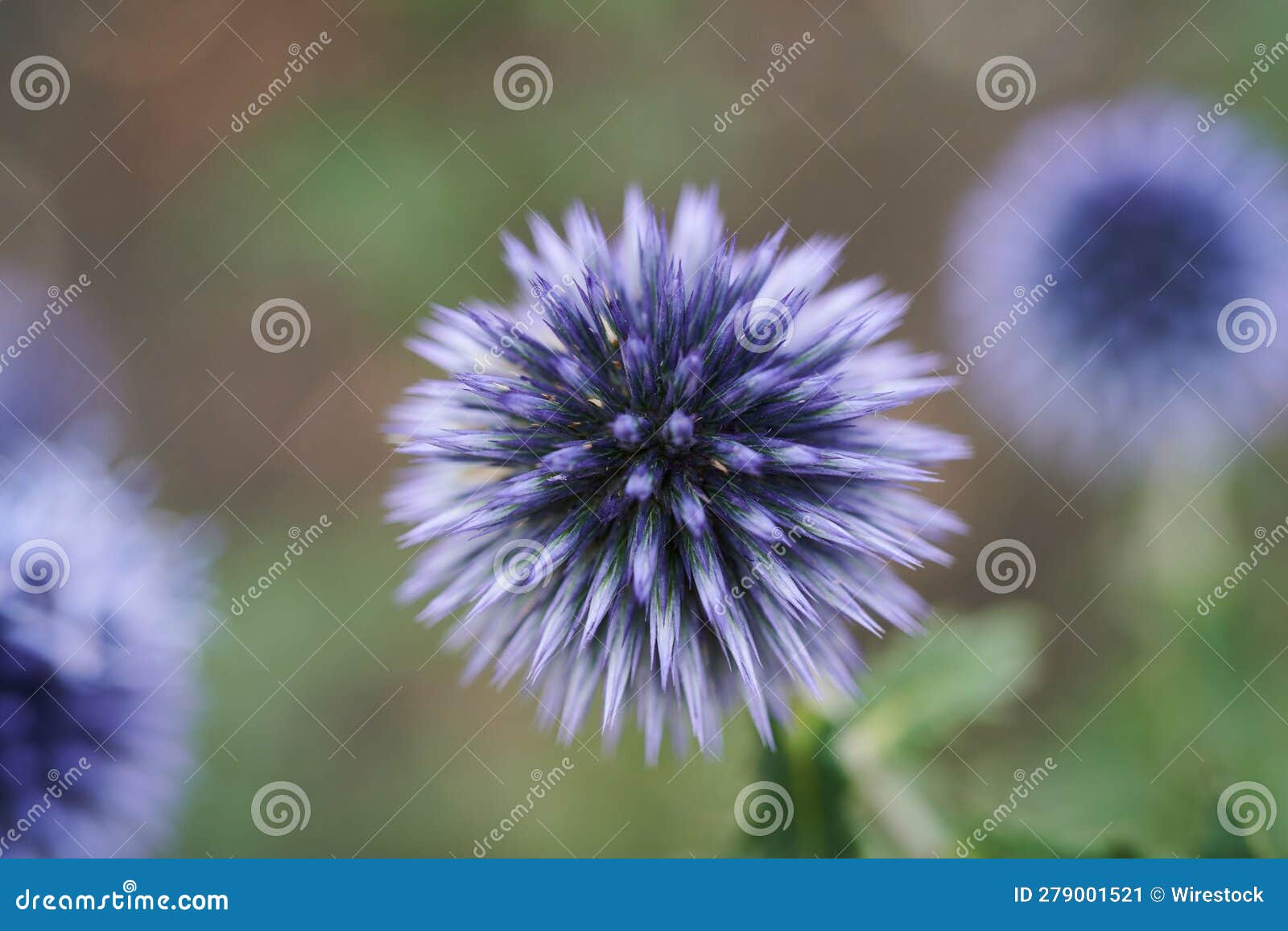 Field of Vibrant Purple Echinops Flowers Stock Image - Image of rustic ...