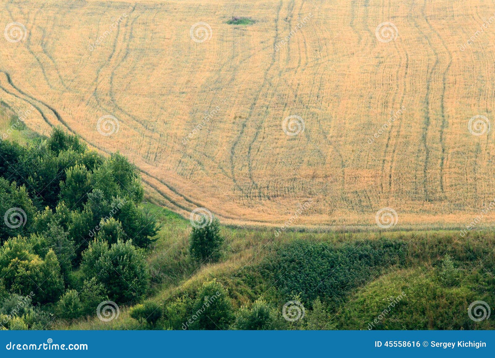 Field view from above stock photo. Image of nature, graceful - 45558616