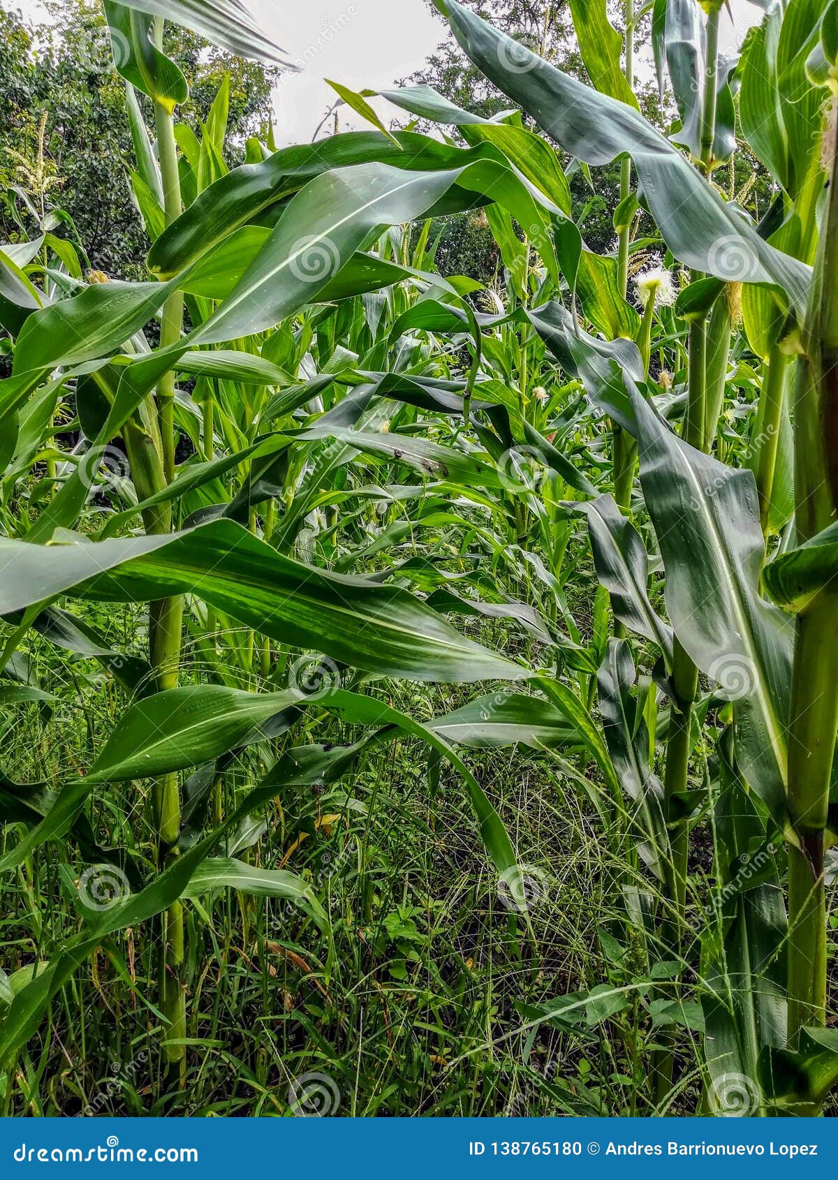 Field View of Corn Cultivation from the Inside Stock Photo - Image of ...