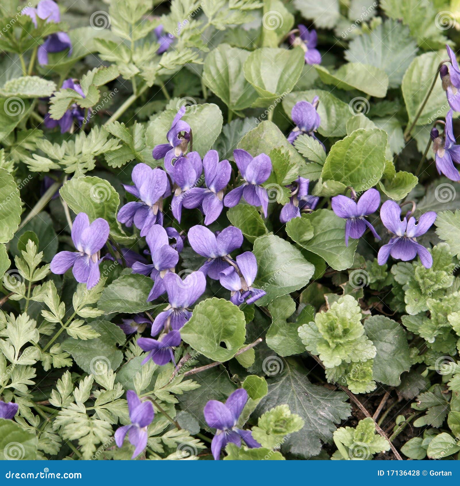 Field of violet stock photo. Image of colorful, beauty - 17136428