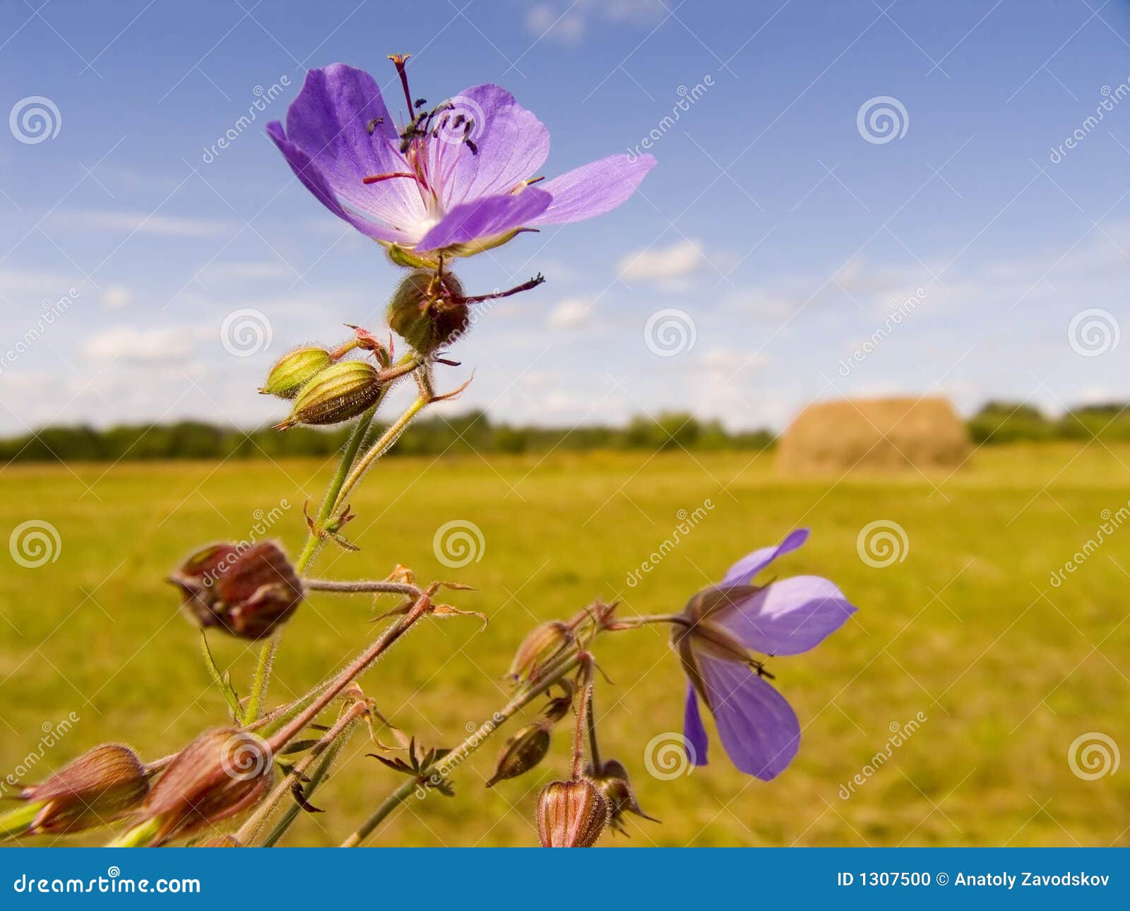 Field Violet Flowers Royalty-Free Stock Image | CartoonDealer.com ...