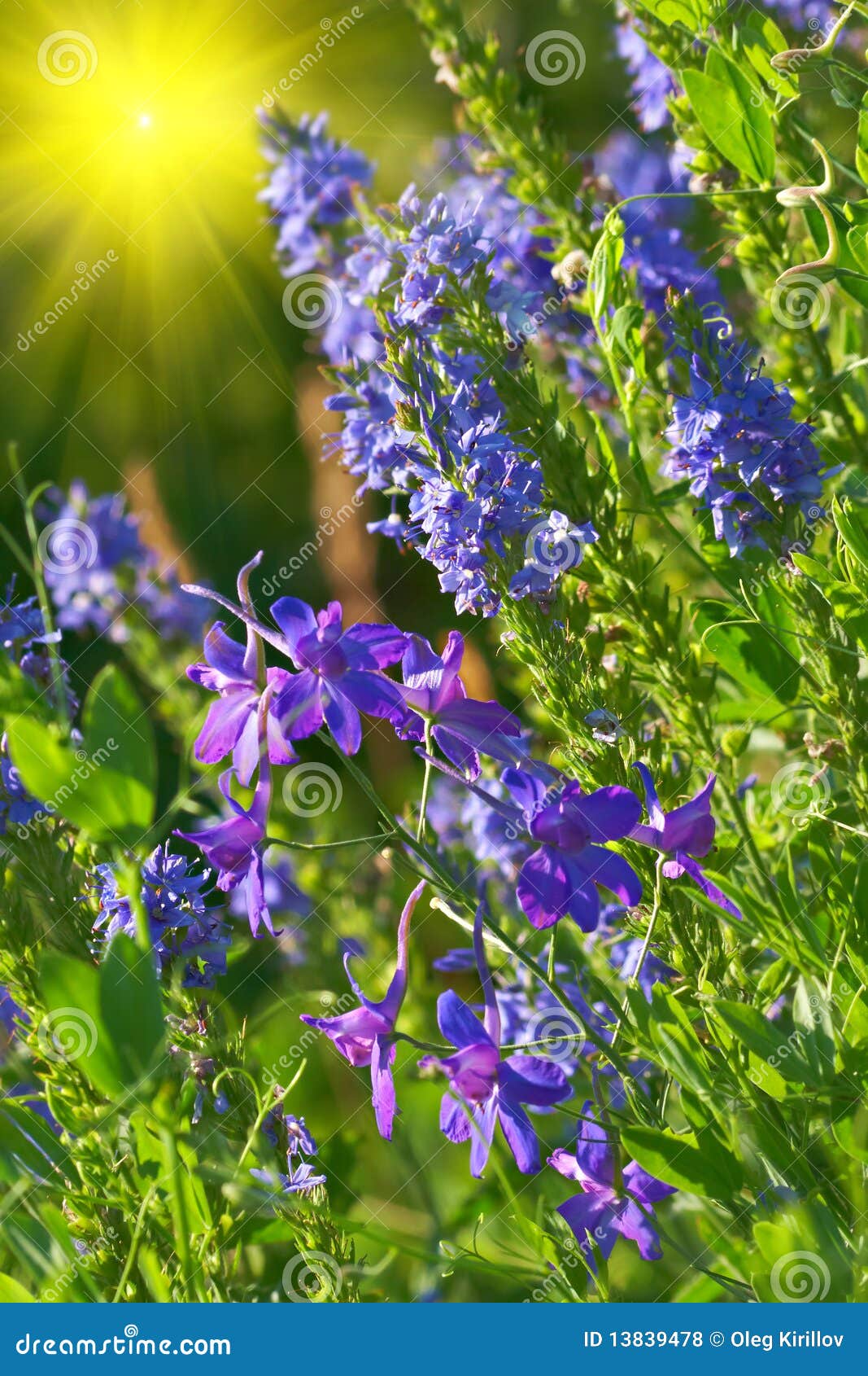 Field violet flowers stock photo. Image of field, summer - 13839478