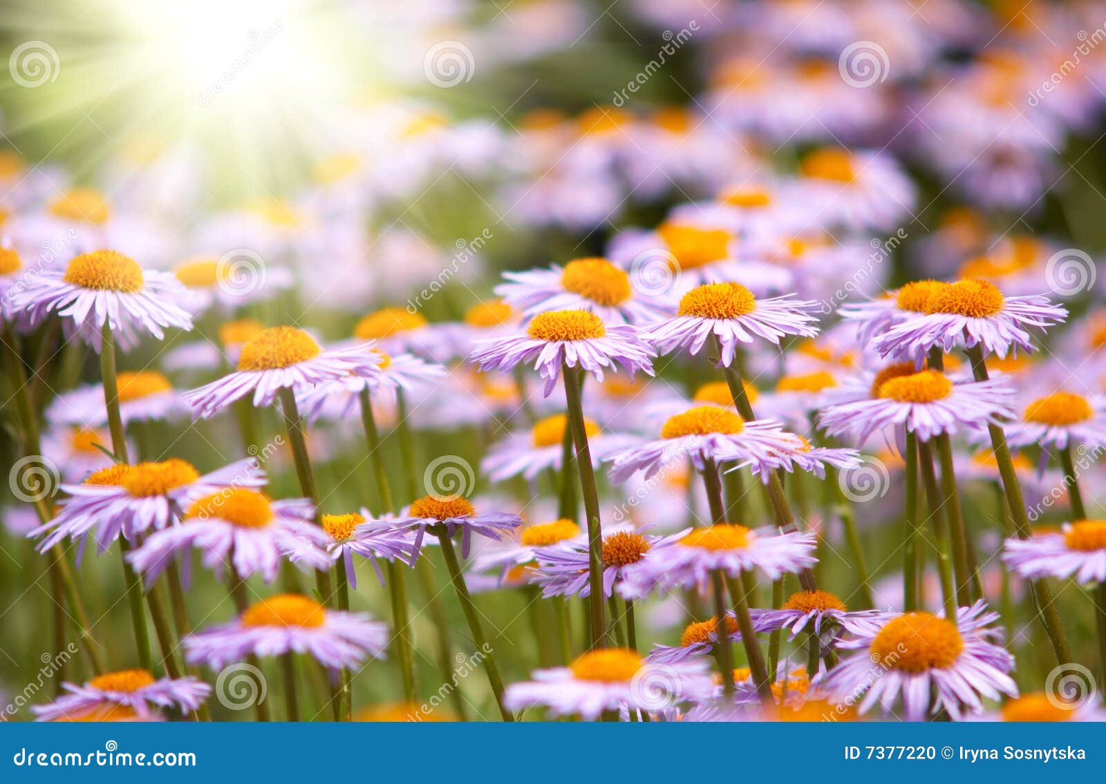 Field of violet flowers stock photo. Image of garden, beautiful - 7377220