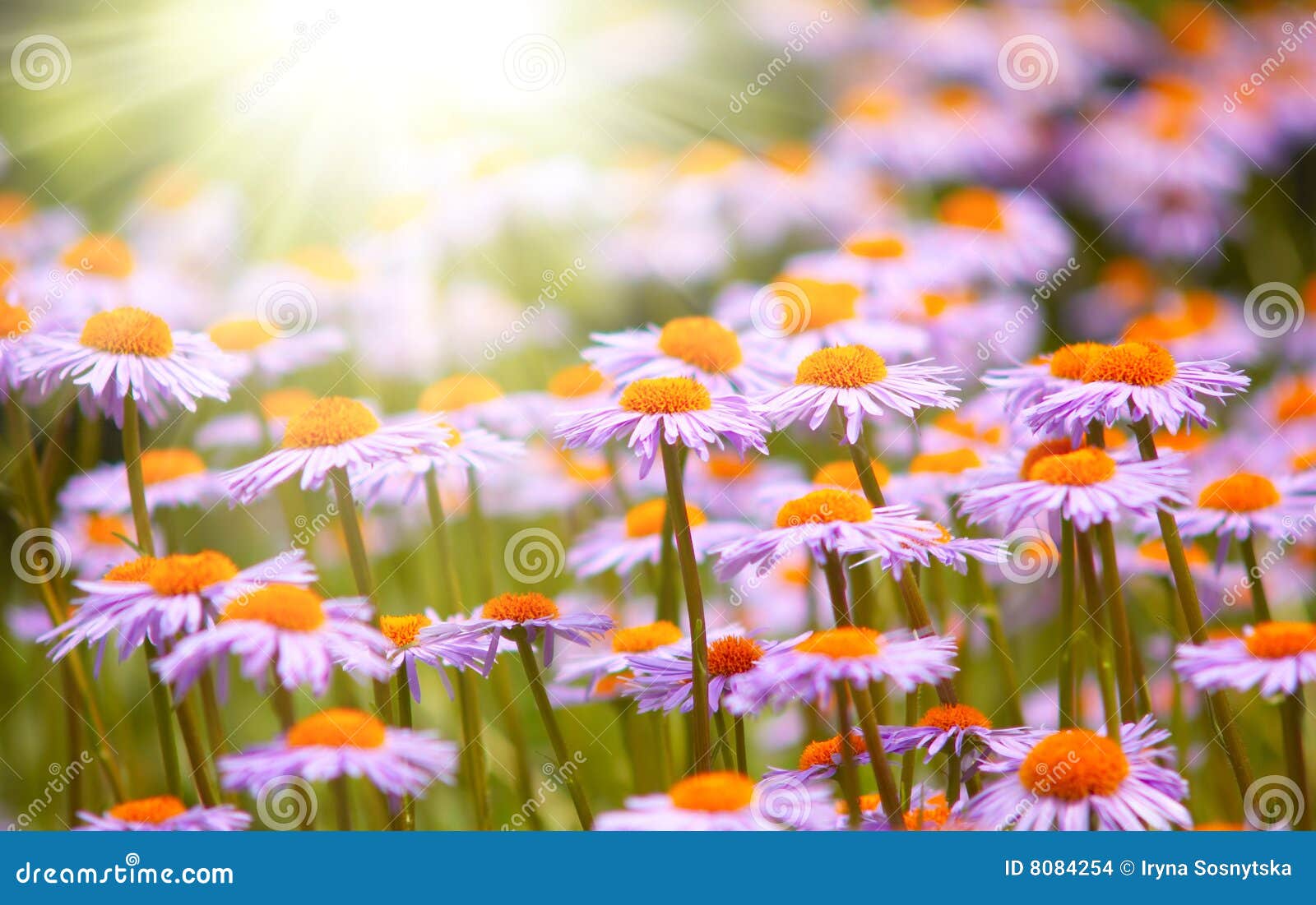 Field of violet flowers stock photo. Image of colorful - 8084254