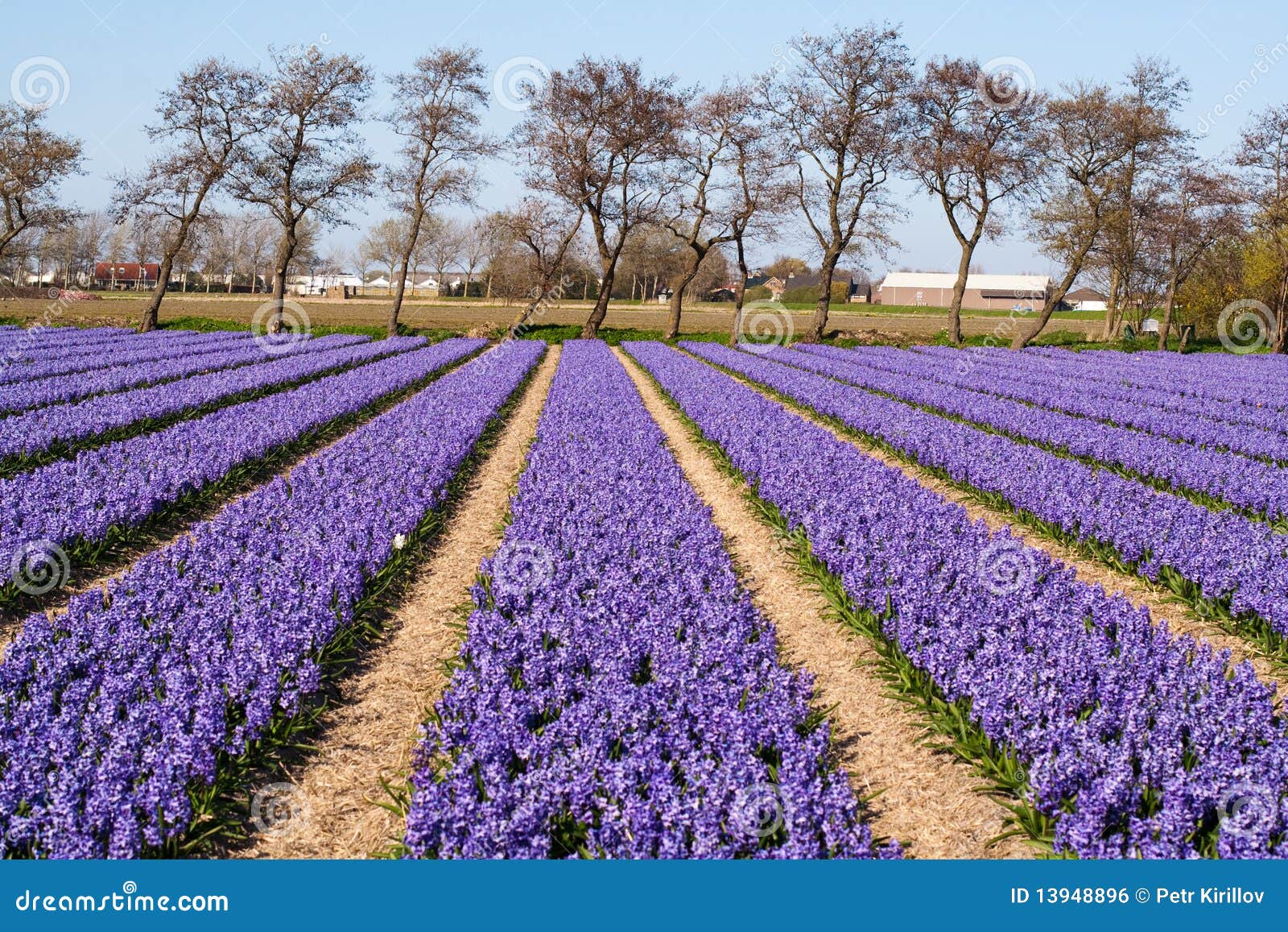 Field of Violet Flowers - Hyacint Stock Photo - Image of scenic, flora ...
