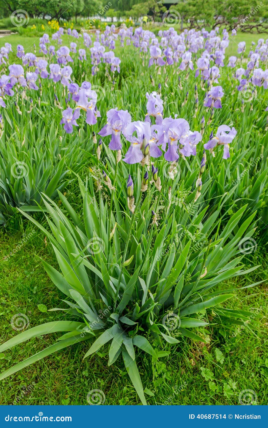 Field of Violet Iris Flowers Stock Photo - Image of spring, flowers ...
