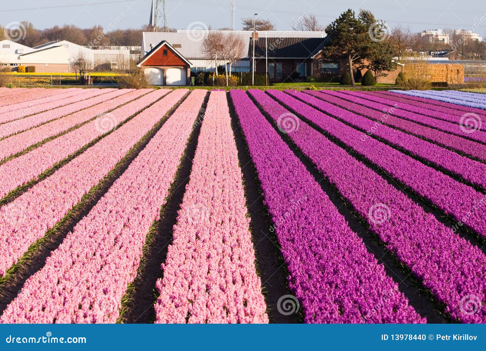 Field of Violet and Pink Flowers Stock Photo - Image of nature ...