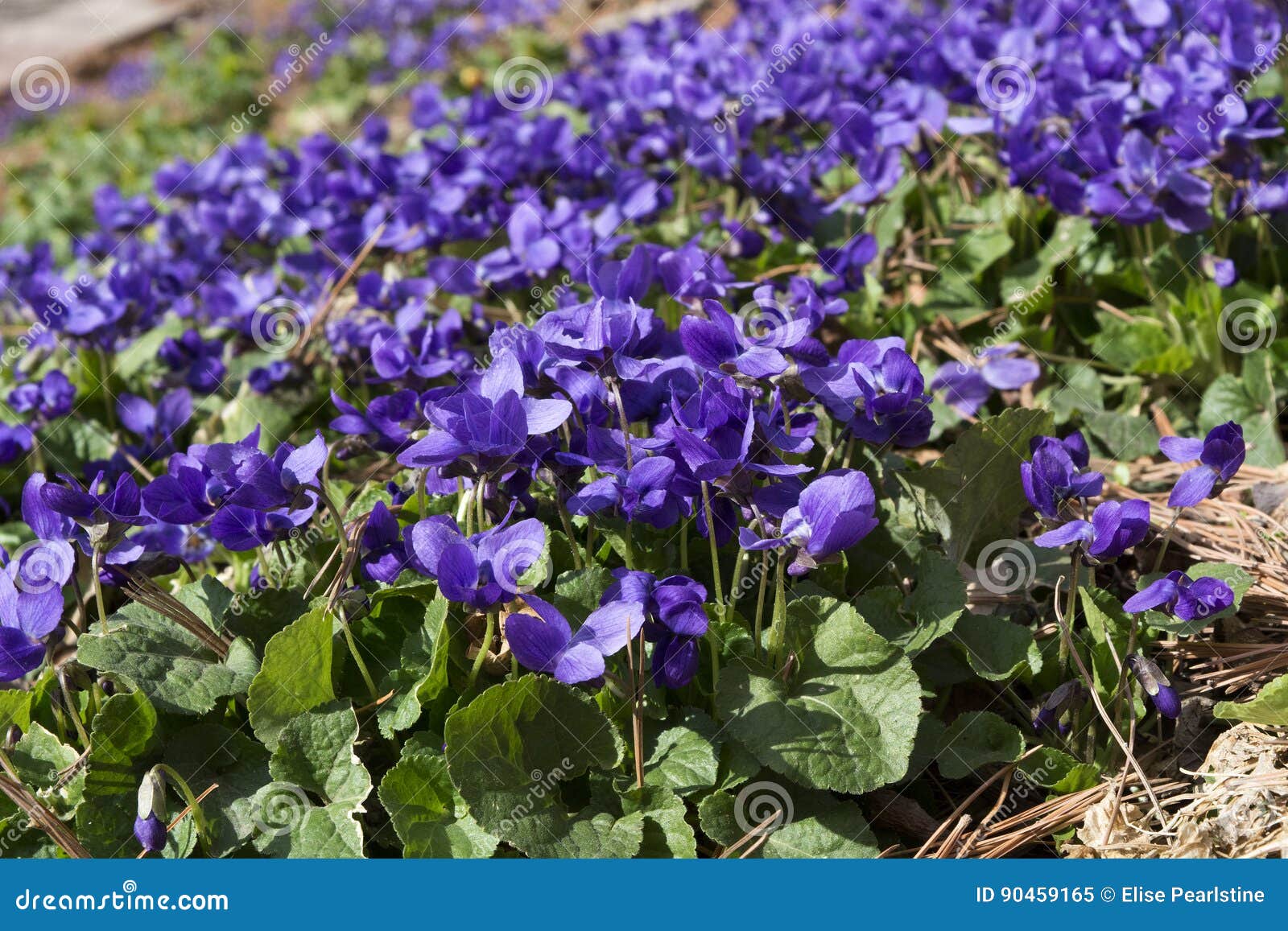 Field of Violets stock image. Image of restful, purple - 90459165