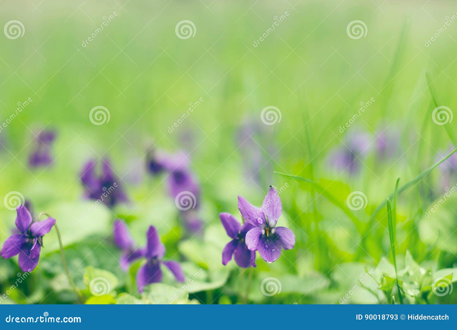 Field of violets stock image. Image of lilac, blooming - 90018793