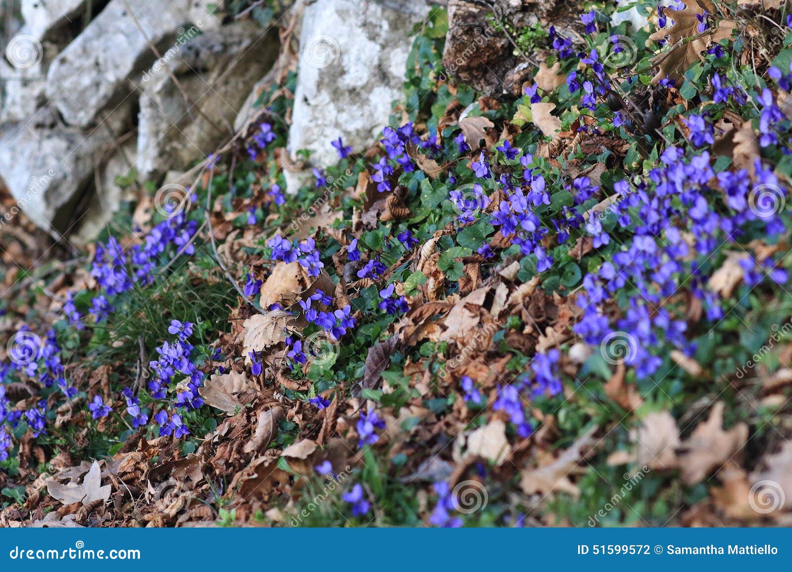A field of violets stock photo. Image of plant, bloom - 51599572