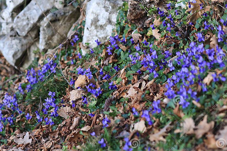 A field of violets stock photo. Image of plant, bloom - 51599572