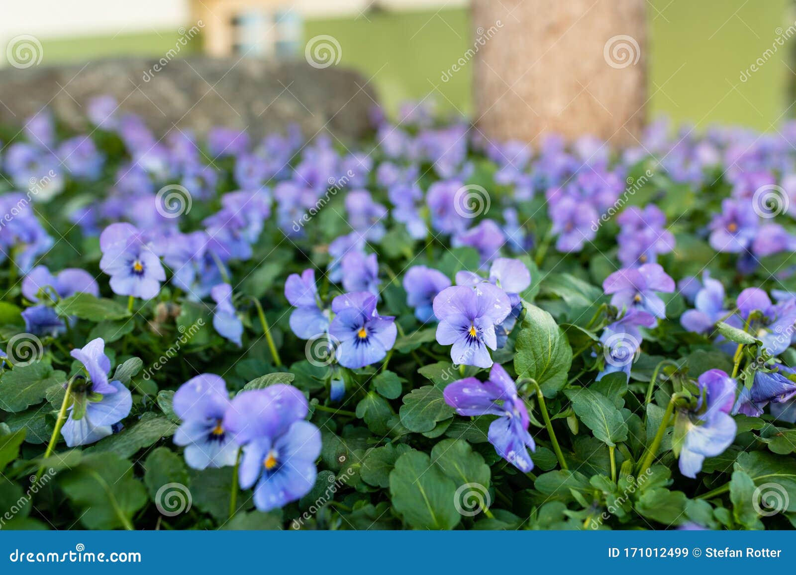 A Field of Violets on an Austrian Graveyard Stock Image - Image of ...