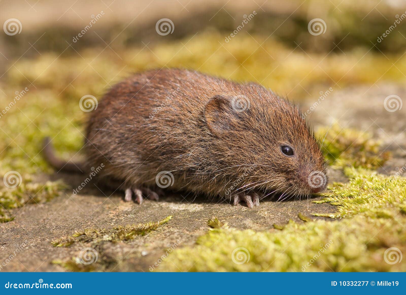 Field Vole stock image. Image of nature, microtus, mammal - 10332277