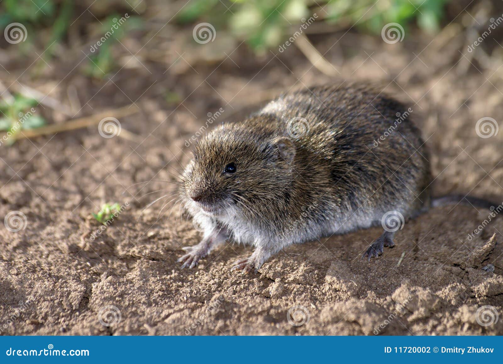 Field Vole Common Burrow Soil Closeup Microtus Arvalis Disaster ...
