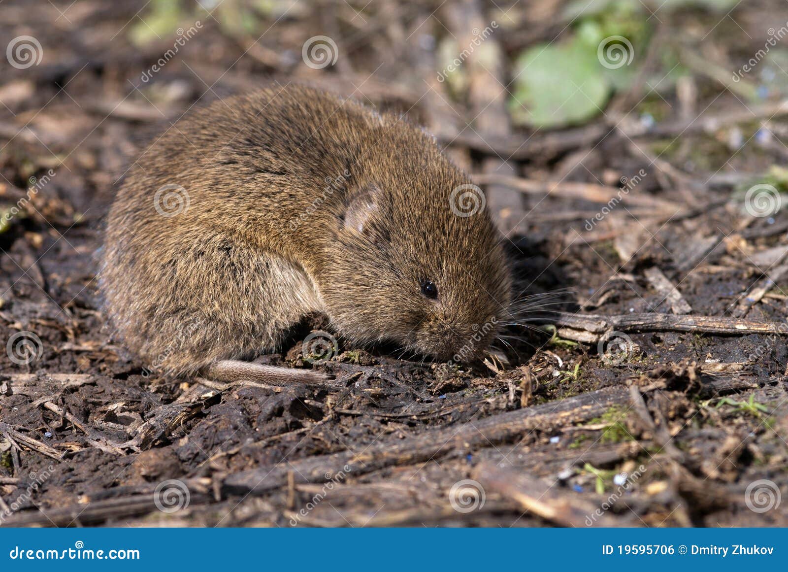Field vole stock photo. Image of mouse, hair, animal - 19595706