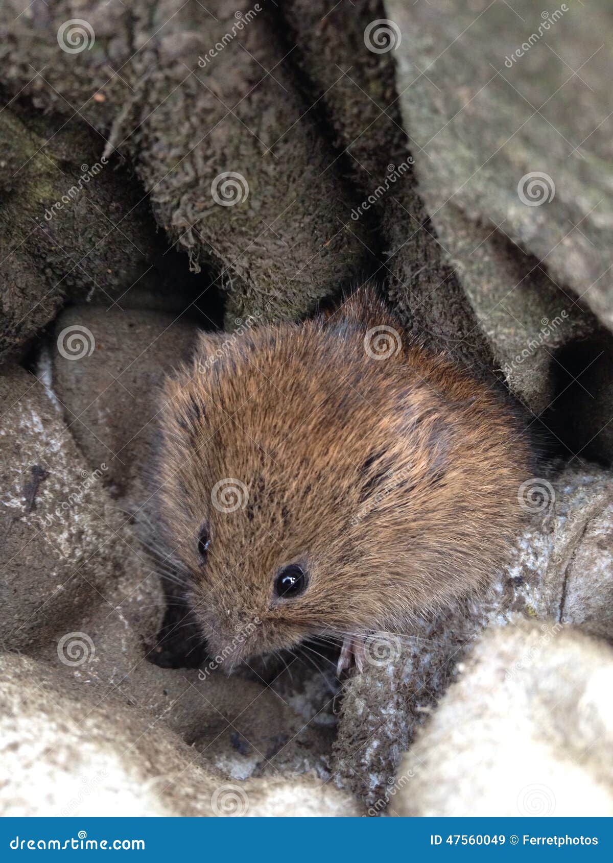 Field vole stock image. Image of beaver, field, rodent - 47560049