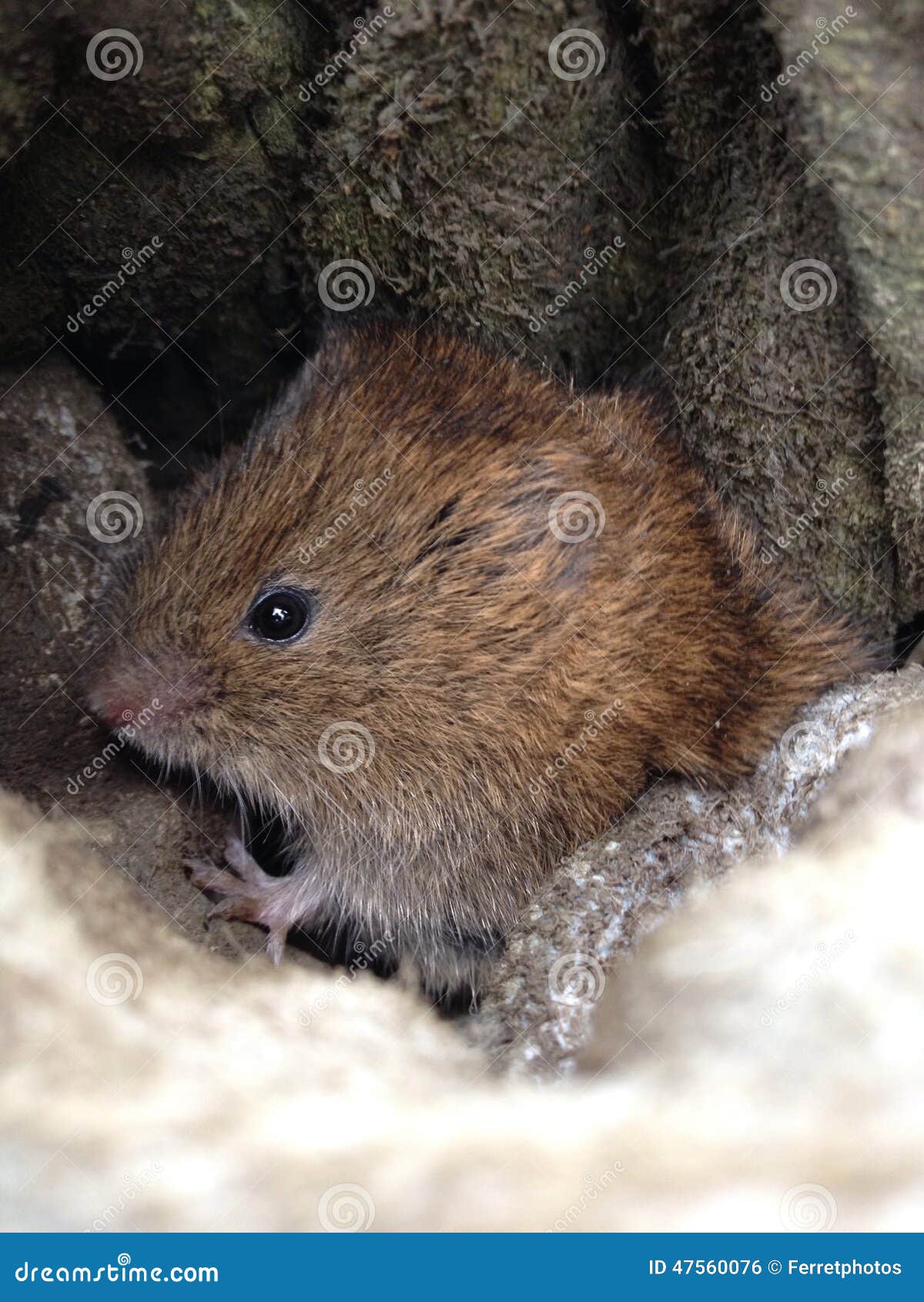 Field vole stock photo. Image of muroidea, wildlife, hiding - 47560076