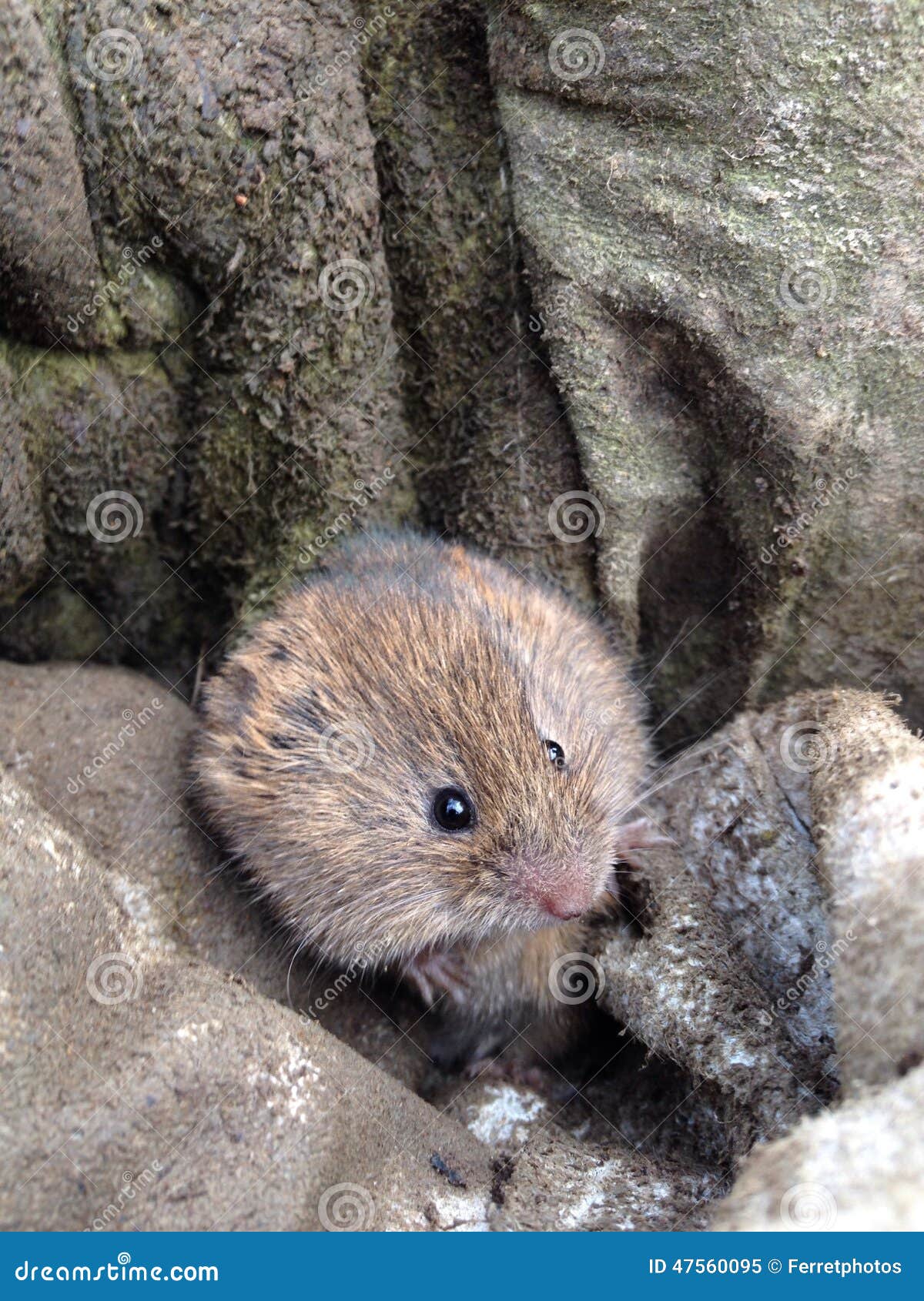 Field vole stock image. Image of snout, field, mammal - 47560095