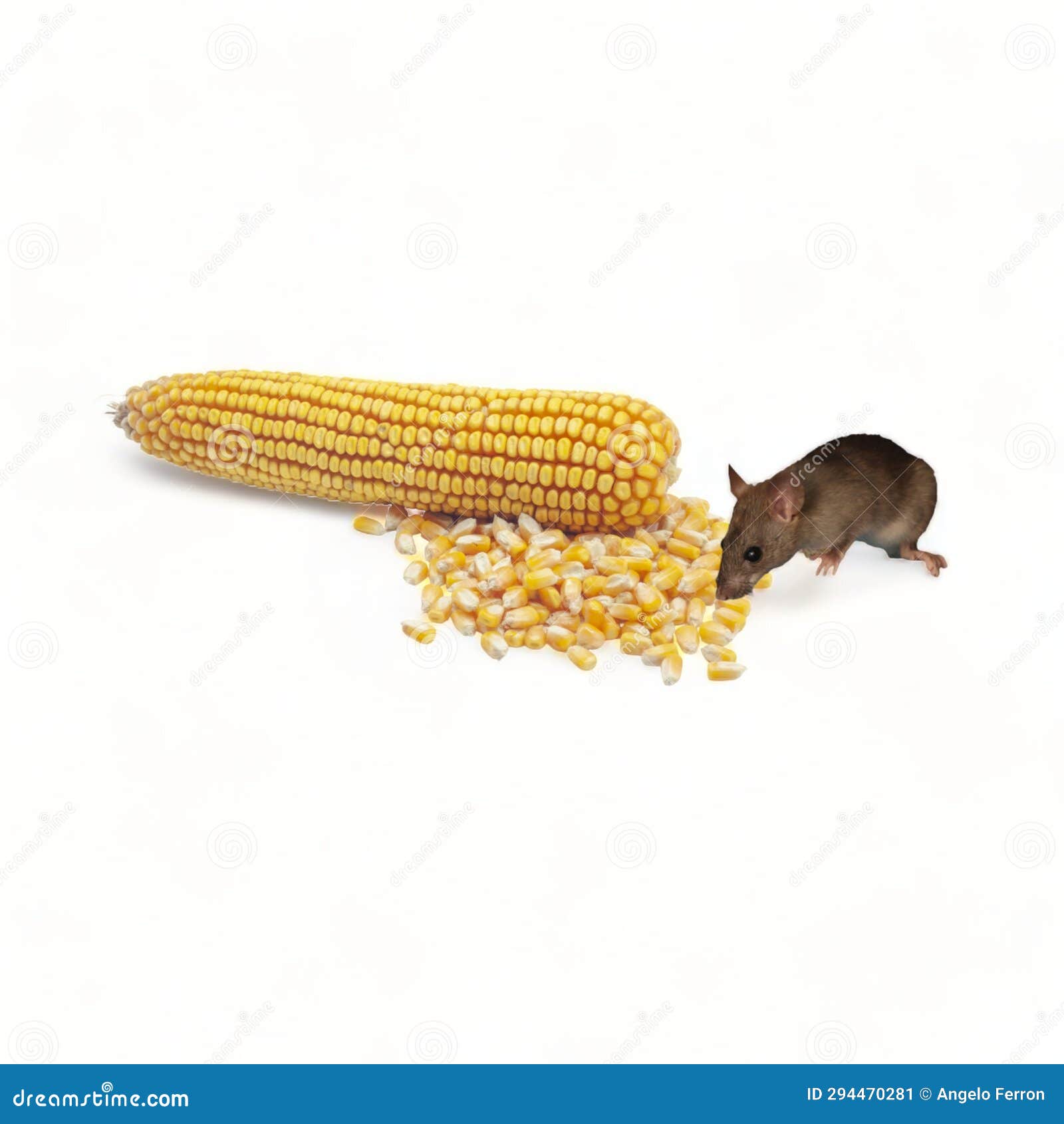 Field Vole Mouse with Corn on White Background- Stock Image - Image of ...