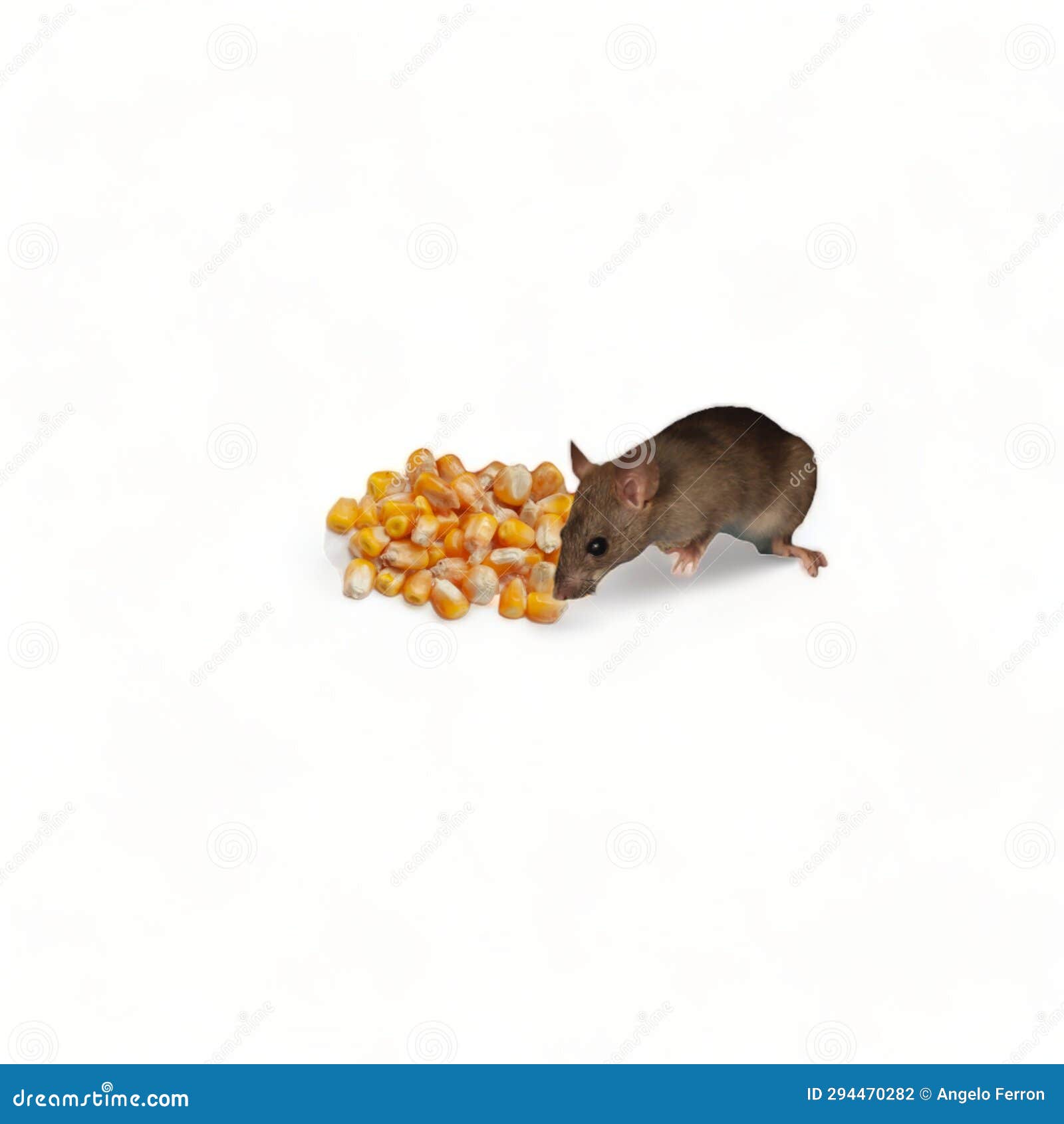 Field Vole Mouse with Corn on White Background- Stock Photo - Image of ...