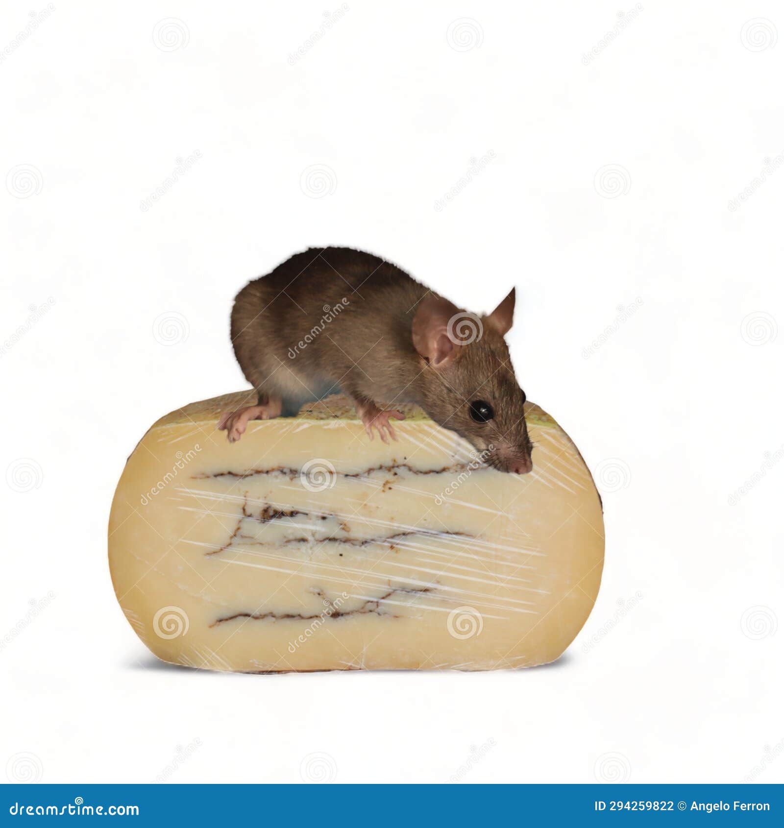 Field Vole Mouse Over Cheese Wheel- Stock Photo - Image of ...