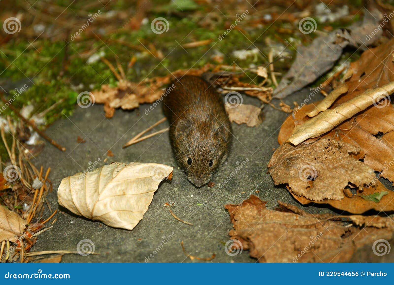 Field vole stock photo. Image of wildlife, life, eyes - 229544656