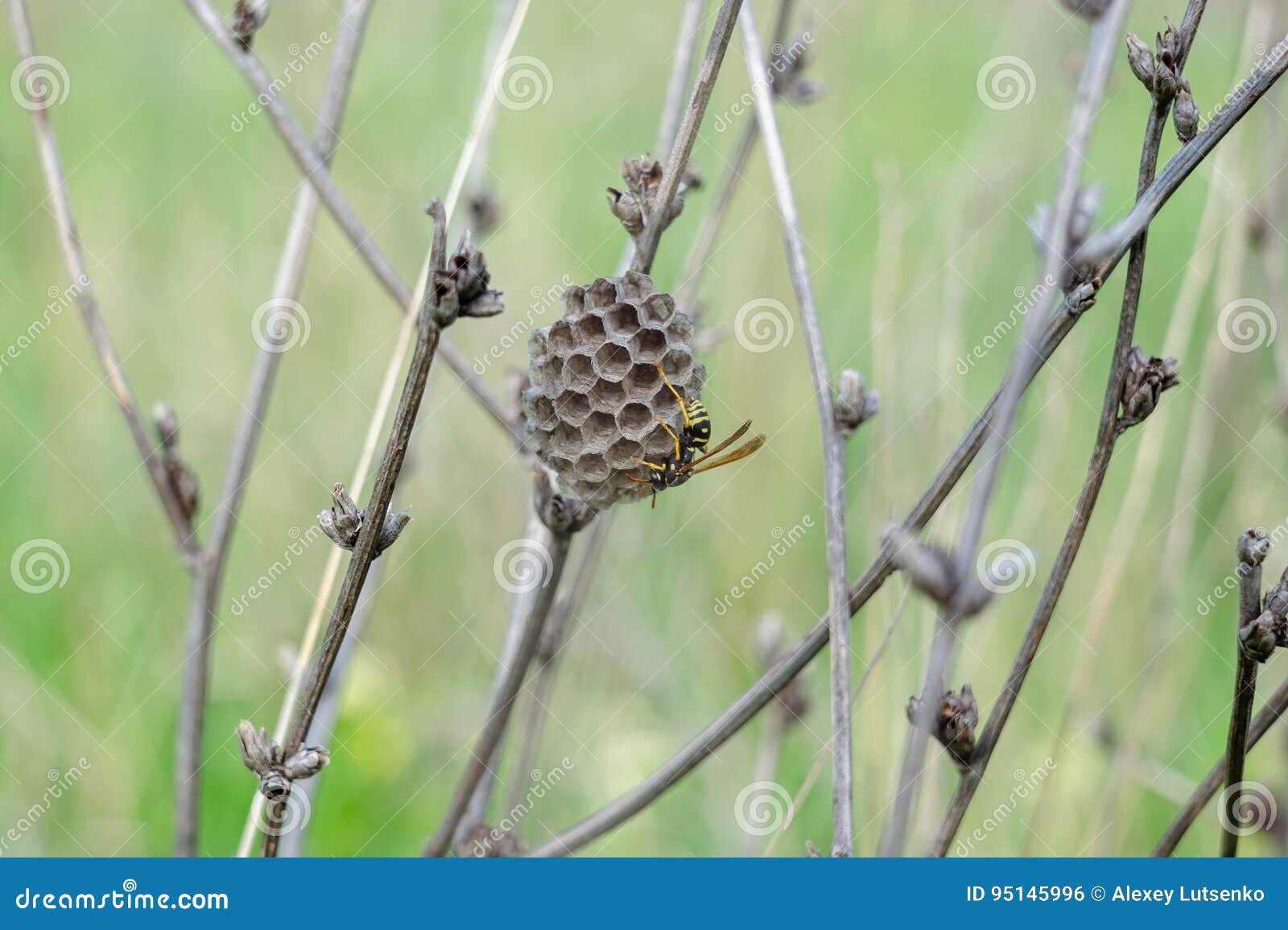 A Field Wasp is Building a Hive Stock Photo - Image of colony, green ...
