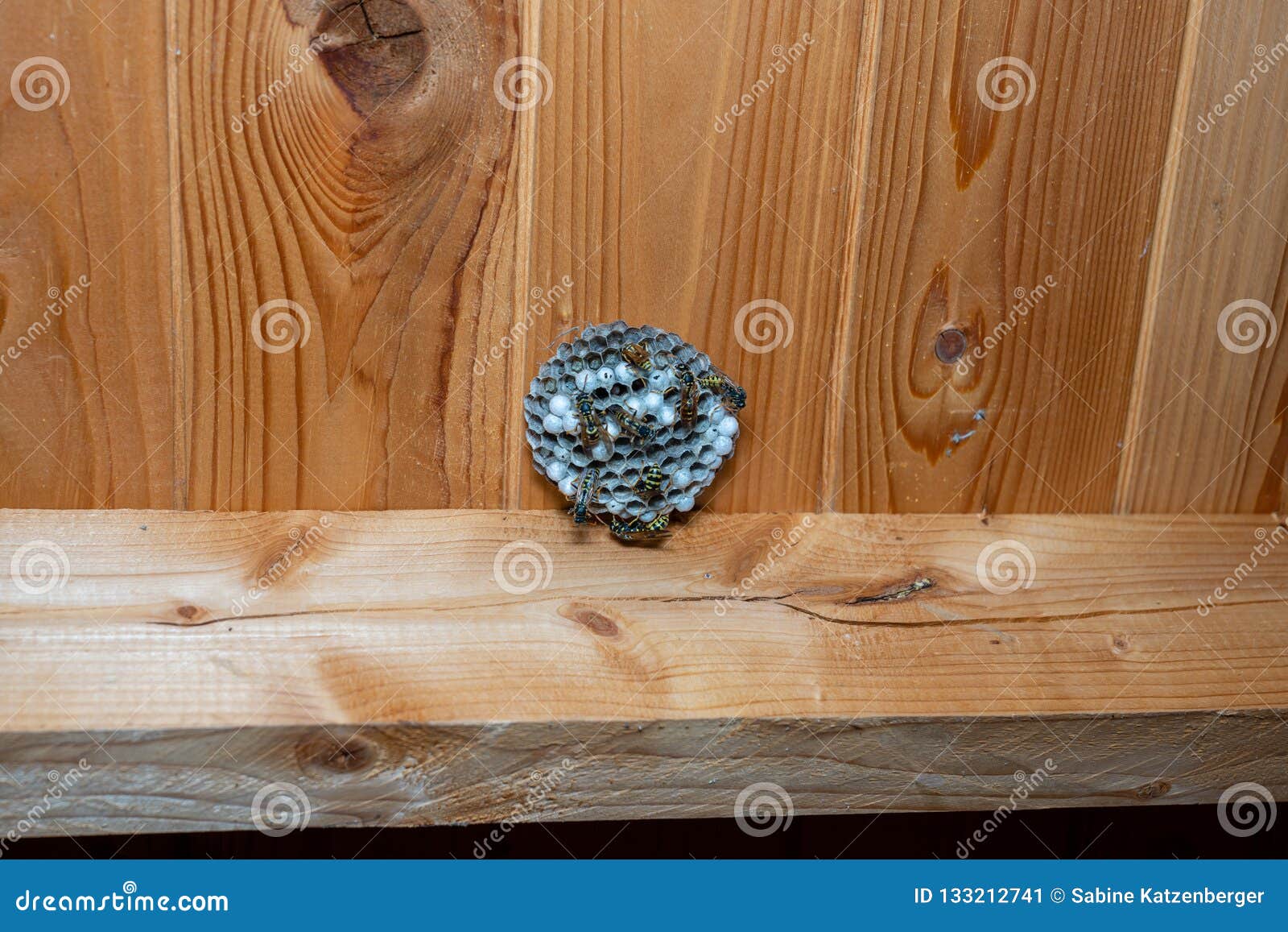 Field wasp`s nest stock image. Image of field, plank - 133212741