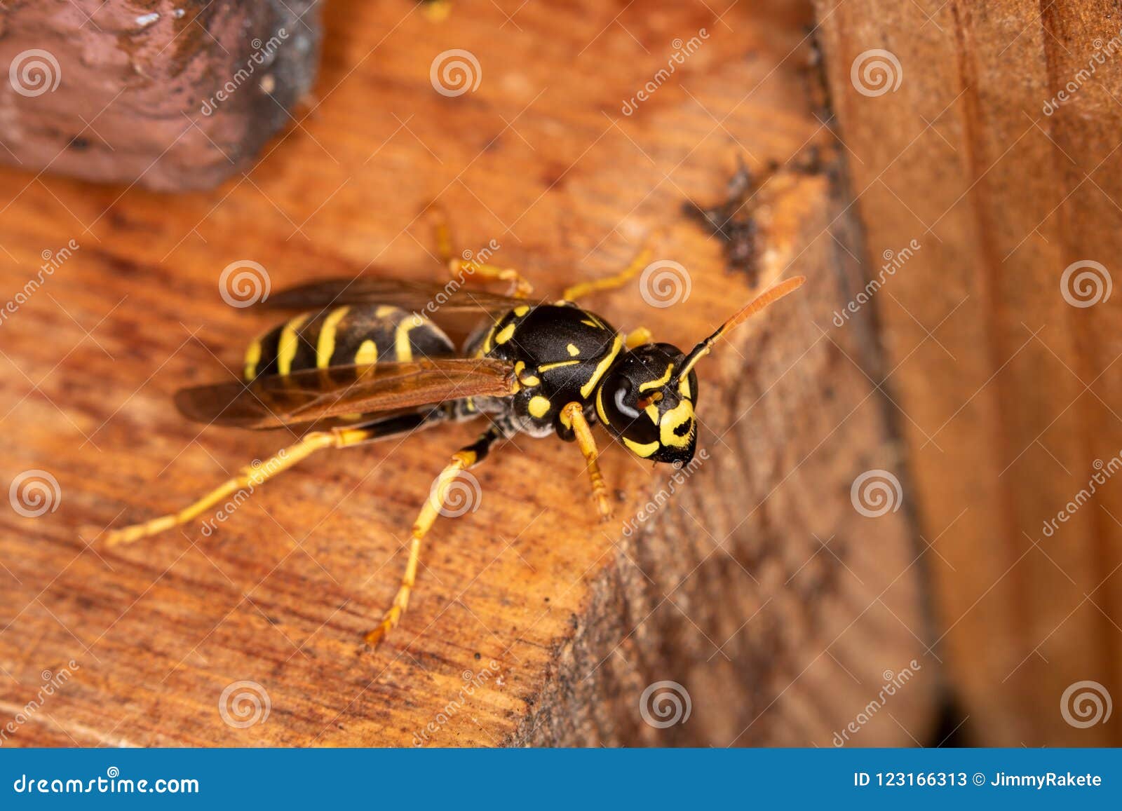 Field Wasp Shown from the Side - Close-up Stock Image - Image of ...