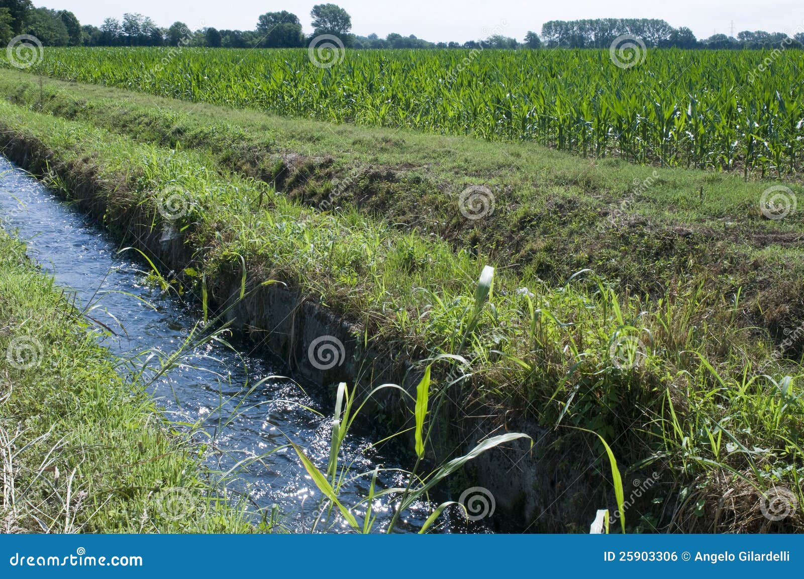 Field and water channel stock photo. Image of leaves - 25903306