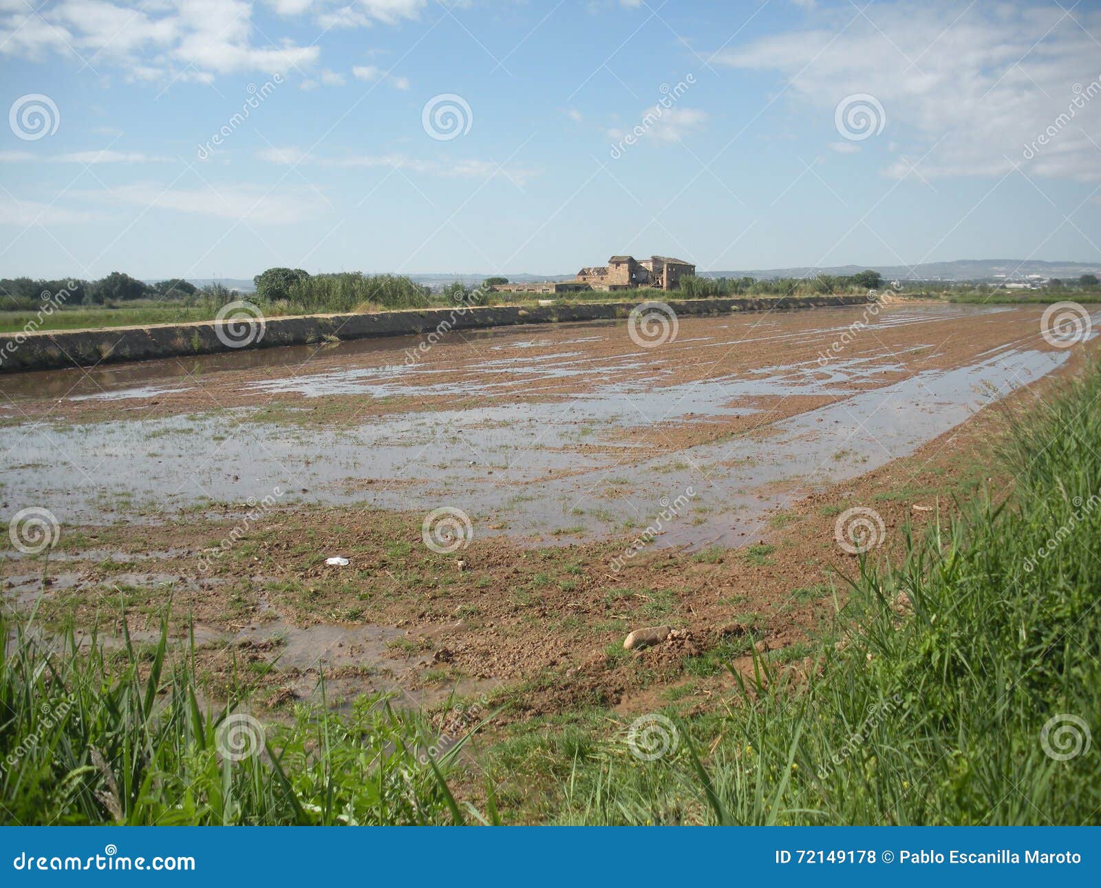 Field Watered by Flood Irrigation Stock Photo - Image of flood ...